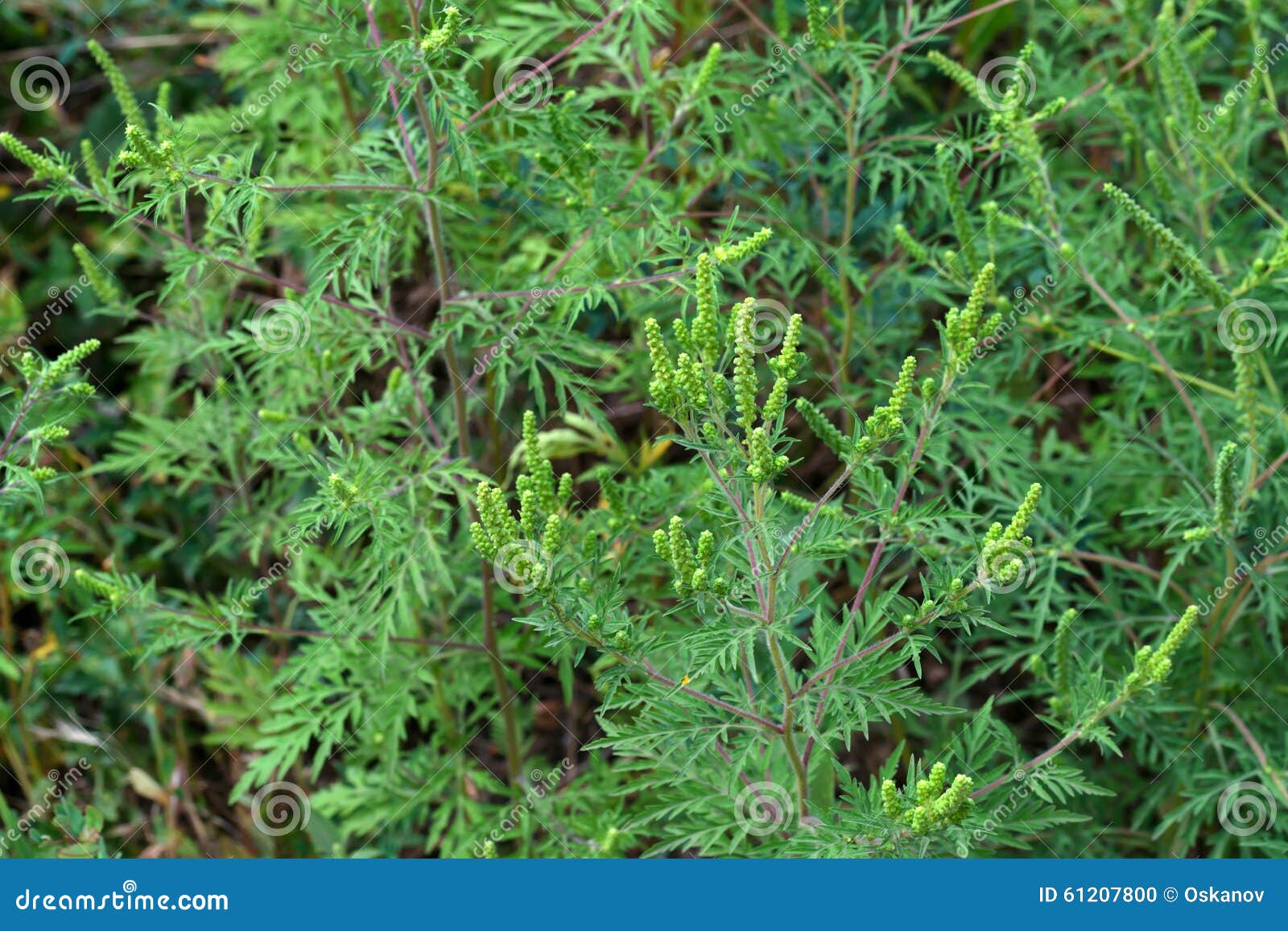 American common ragweed stock photo. Image of stickweed - 61207800