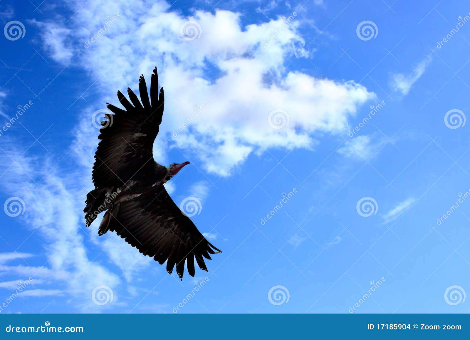 American condor stock photo. Image of cloud, blue, feather - 17185904