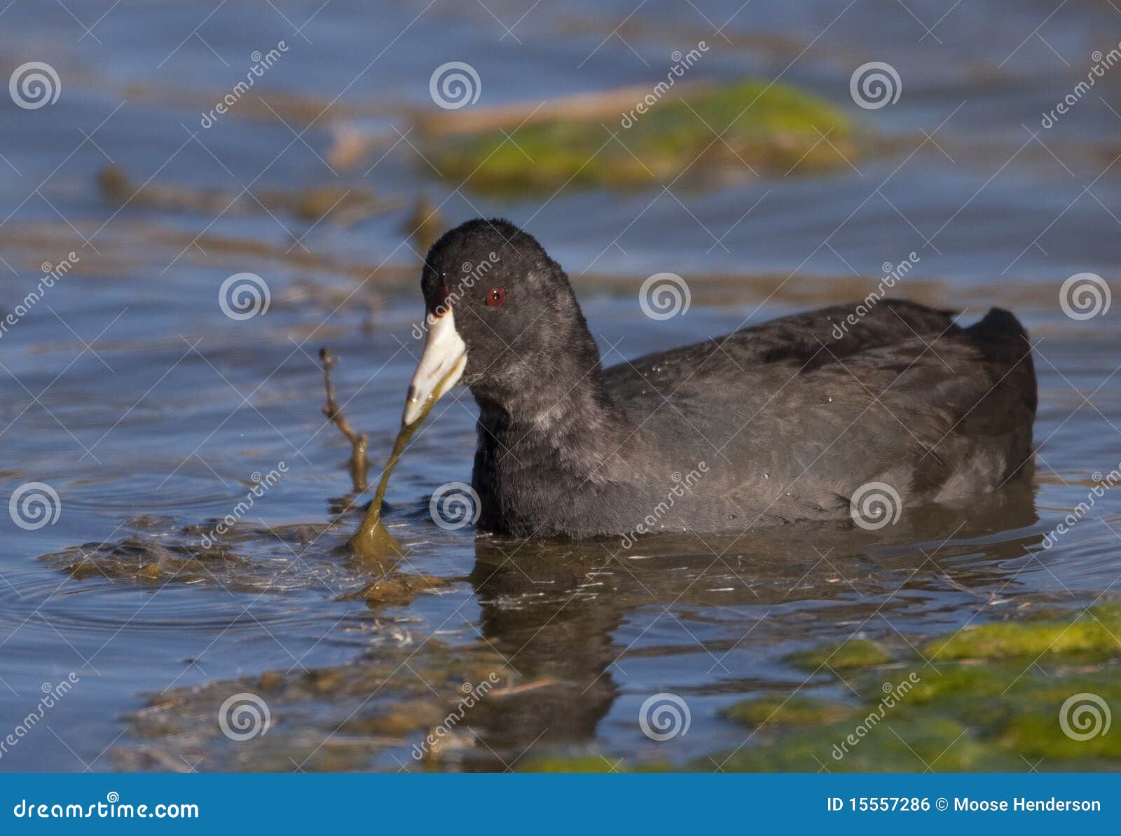 American Coot stock photo. Image of gruiformes, animals - 15557286