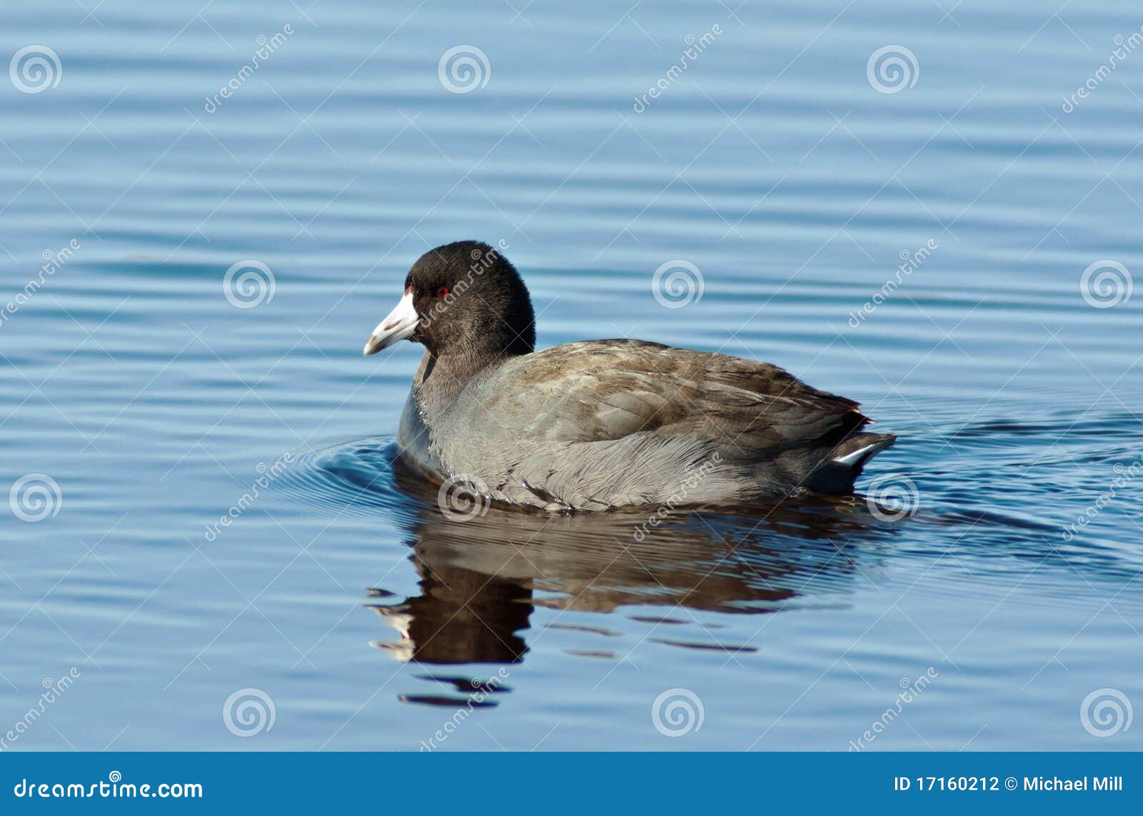 American Coot stock photo. Image of americana, feathers - 17160212