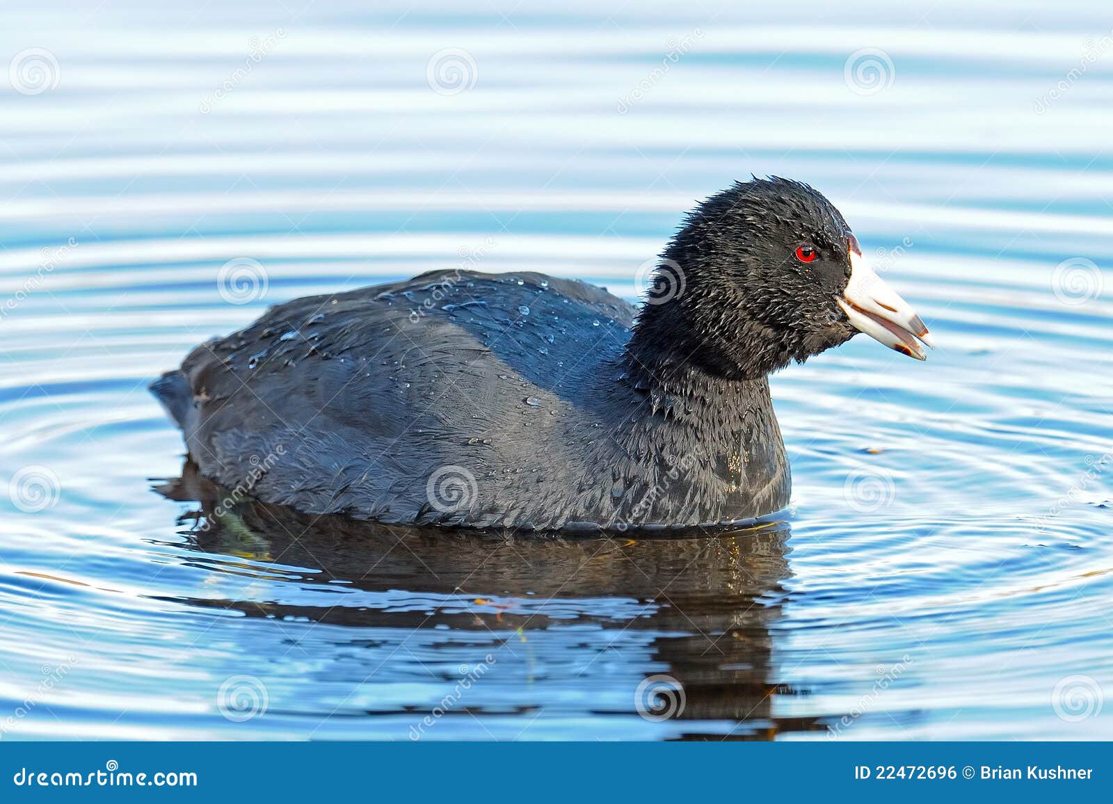American Coot stock photo. Image of lake, nature, tidal - 22472696