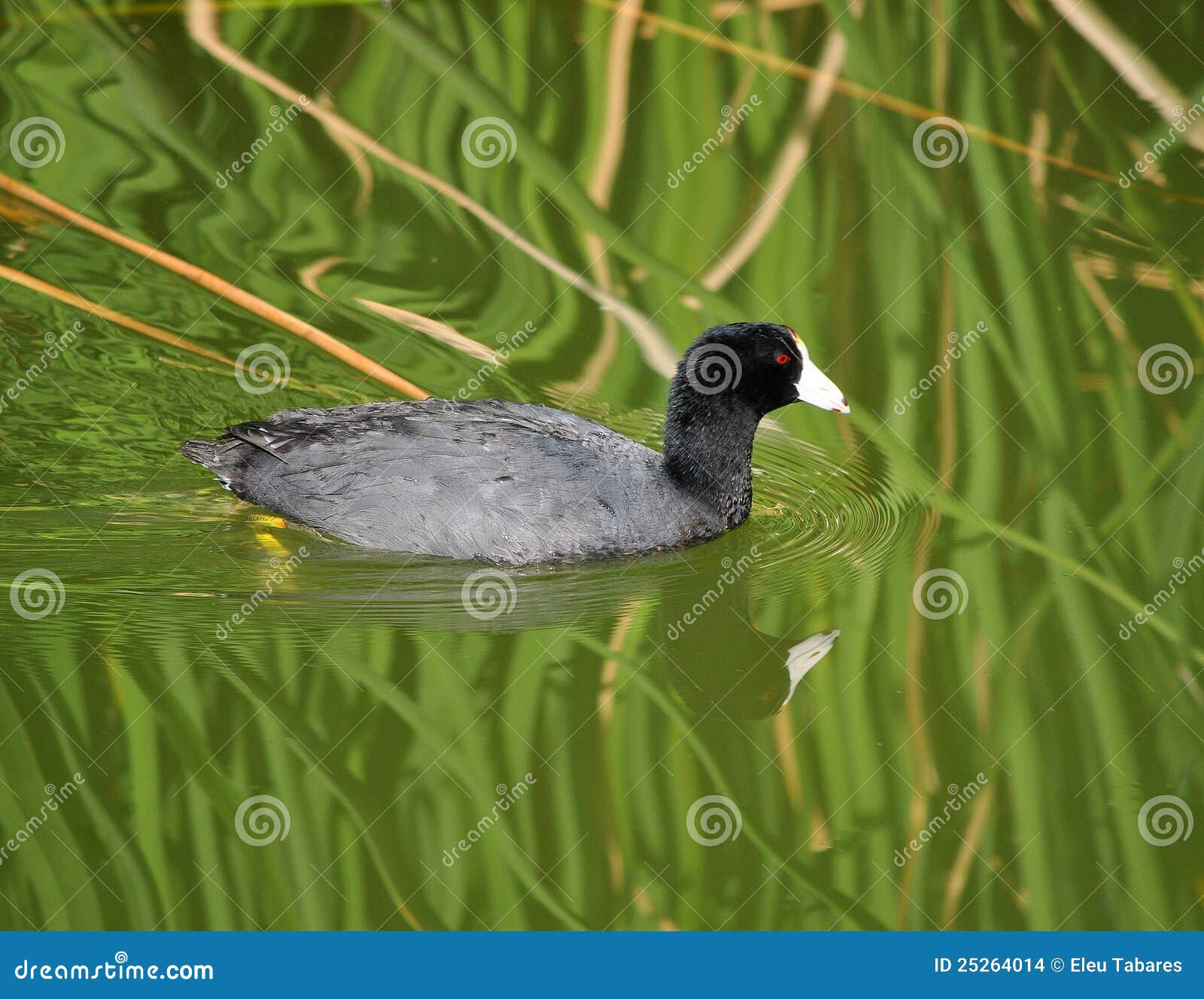 American Coot stock photo. Image of coot, waterfowl, feathers - 25264014