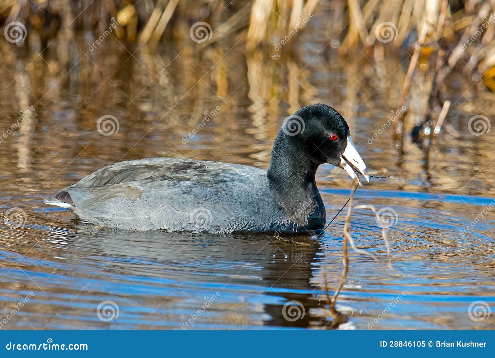 American Coot stock image. Image of tidal, colorful, pool - 28846105