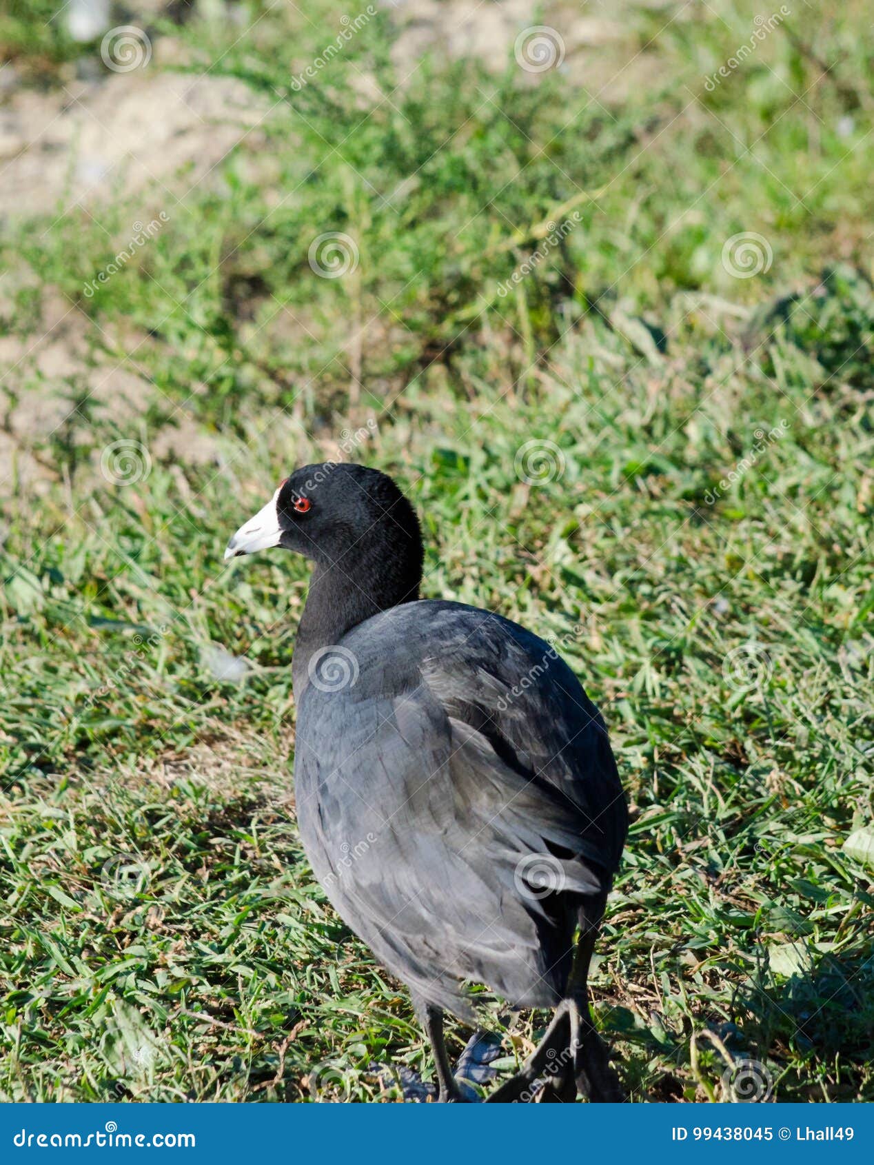 American Coot stock image. Image of eyes, american, animals - 99438045