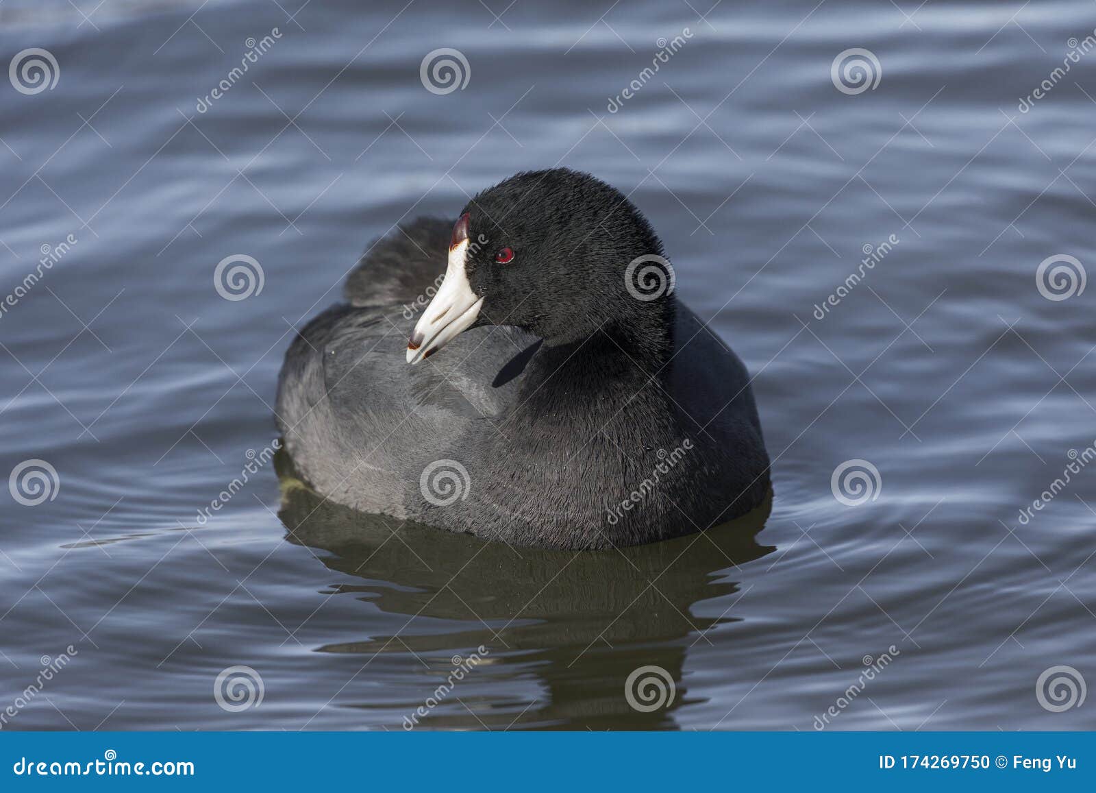 American coot bird stock photo. Image of bird, nature - 174269750