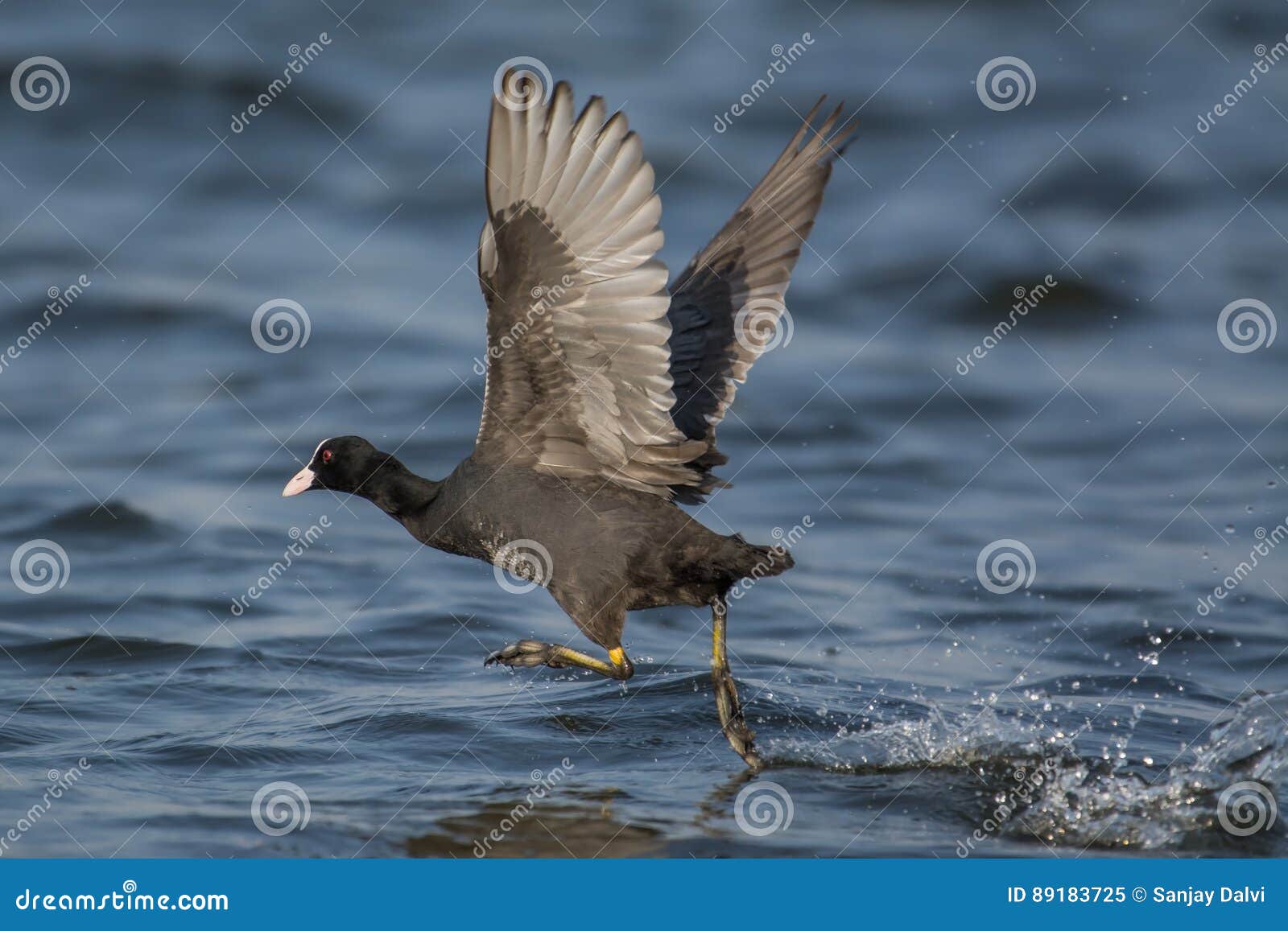 American Coot bird stock image. Image of marsh, hunting - 89183725