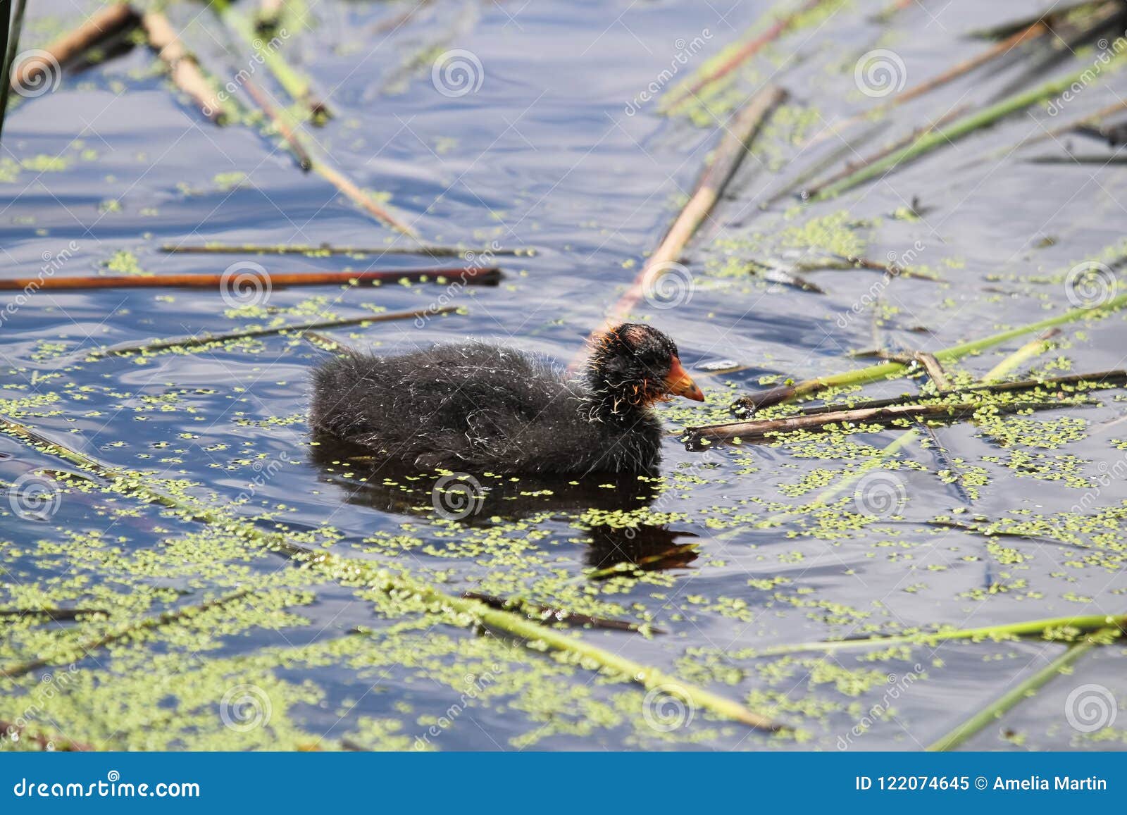 An American Coot Chick that is Several Days Old Stock Image - Image of ...