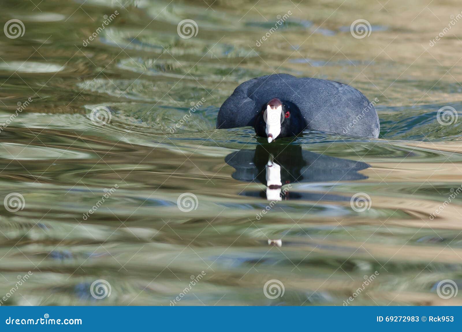 American Coot Crouching Low and Preparing To Attack Stock Image - Image ...