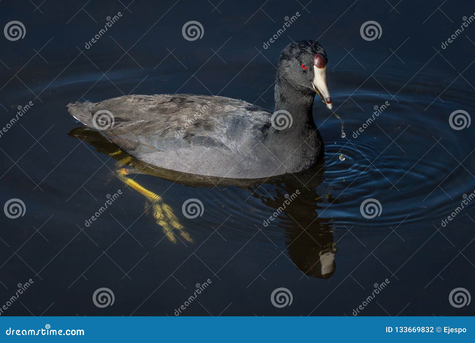 American Coot stock photo. Image of bird, freedom, beaks - 133669832