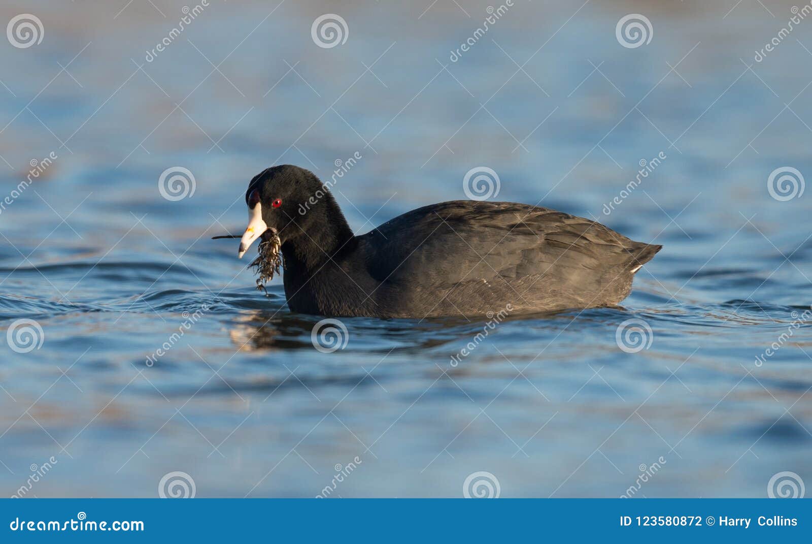 American Coot in Canada stock photo. Image of snow, portrait - 123580872