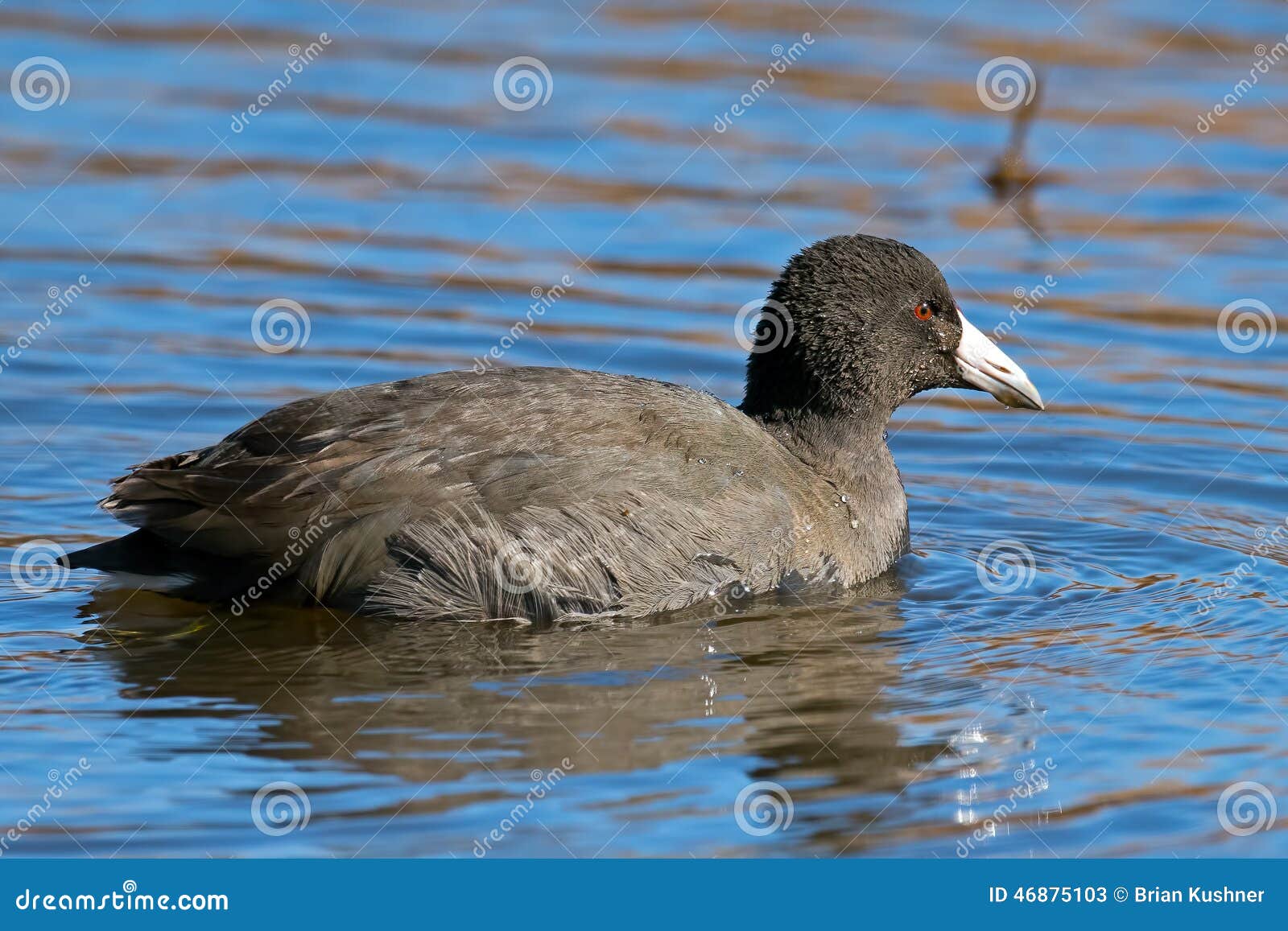 American Coot stock image. Image of wildlife, ocean, beautiful - 46875103