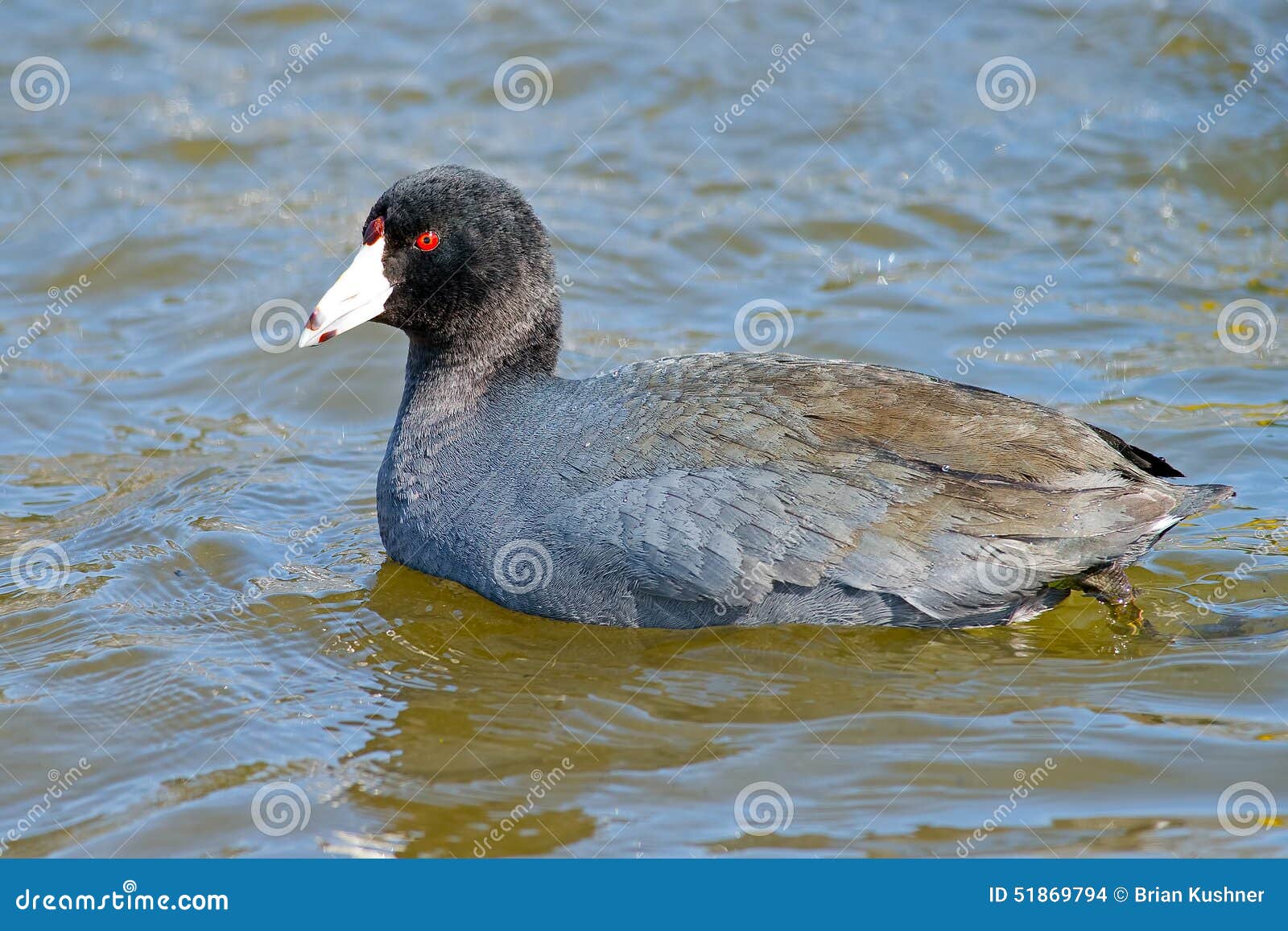 American Coot stock photo. Image of bird, tidal, wings - 51869794