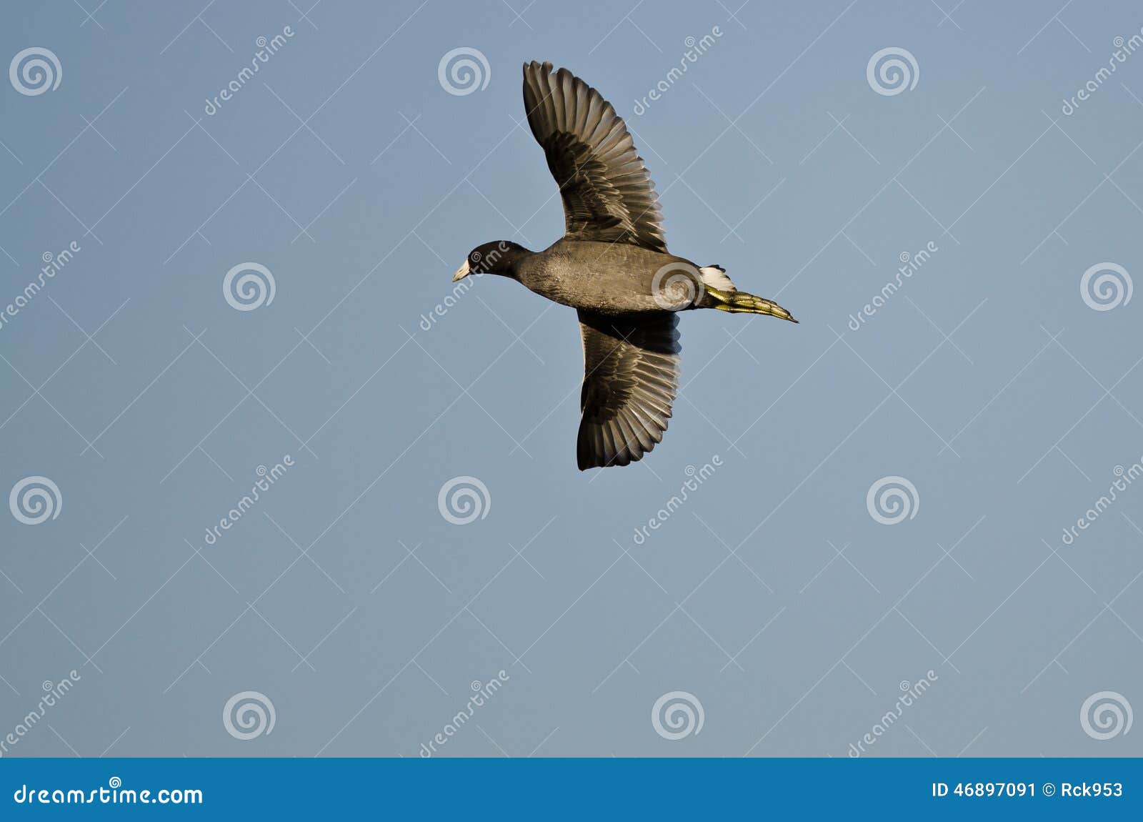 American Coot Flying in a Blue Sky Stock Image - Image of blue, wild ...