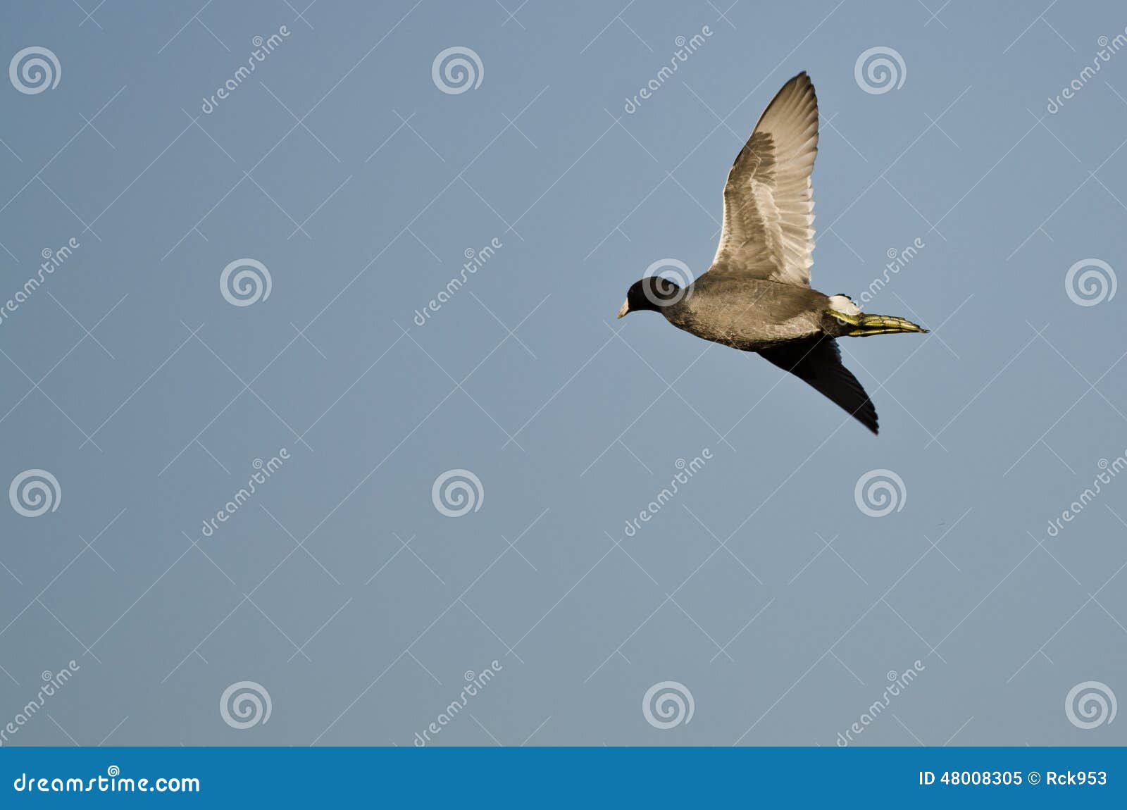American Coot Flying in a Blue Sky Stock Image - Image of single, marsh ...
