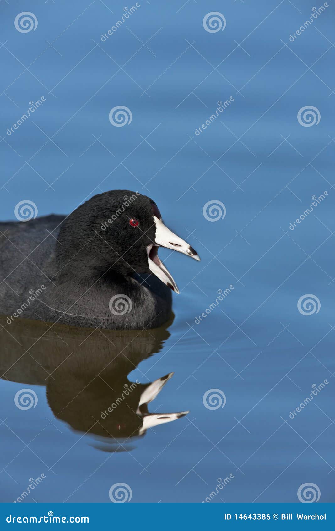 American Coot - Fulica Americana Stock Photo - Image of americana ...