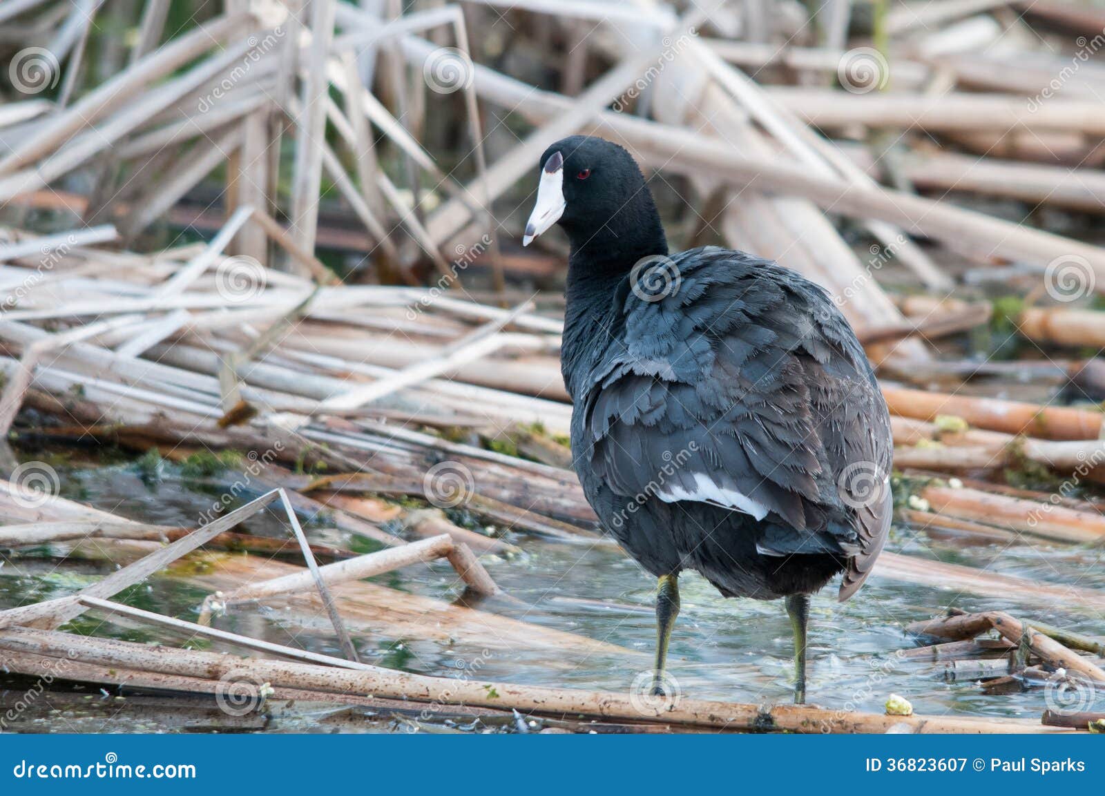 American Coot stock image. Image of migrant, color, water - 36823607