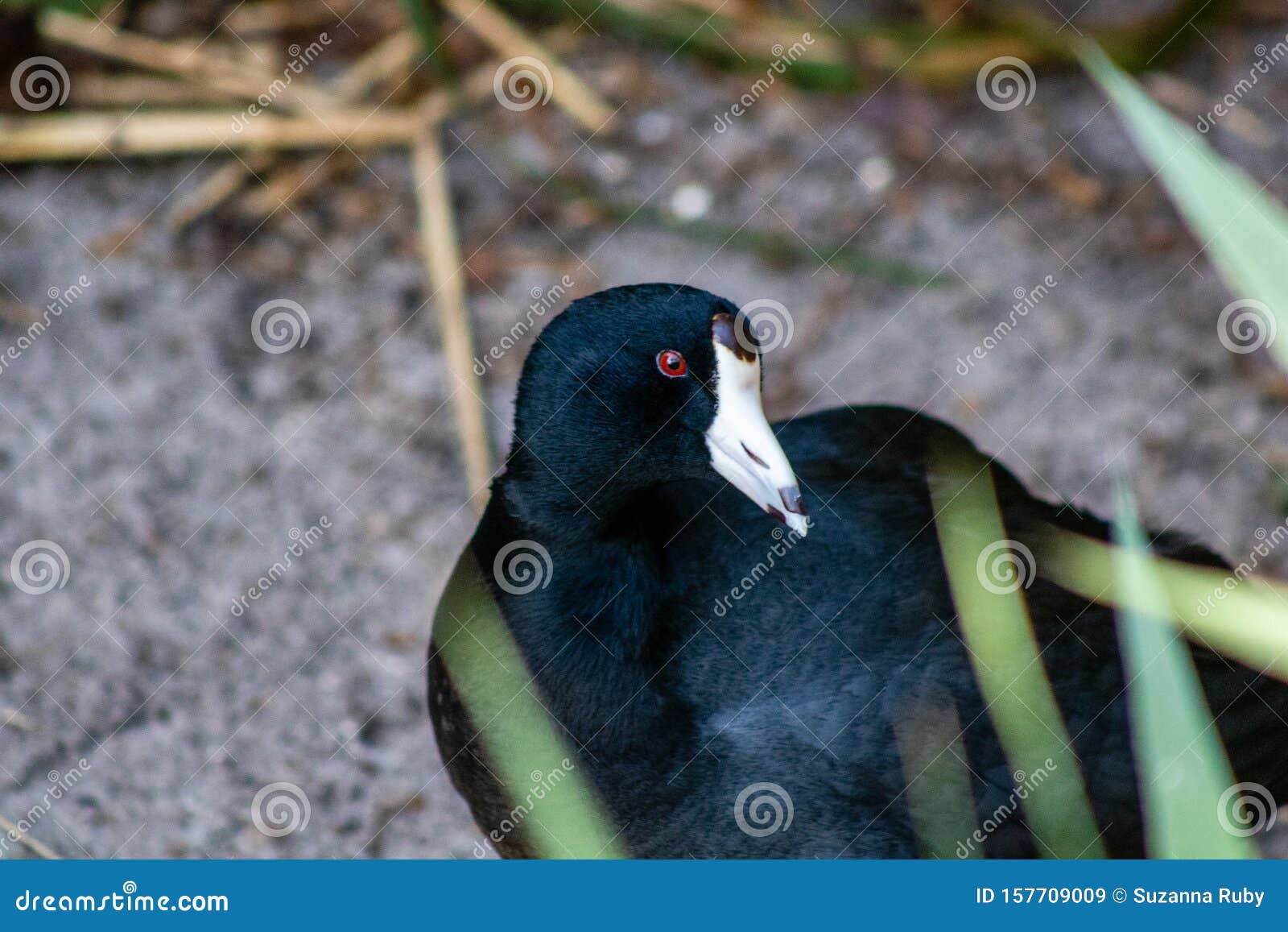 American coot stock image. Image of wing, black, wildlife - 157709009
