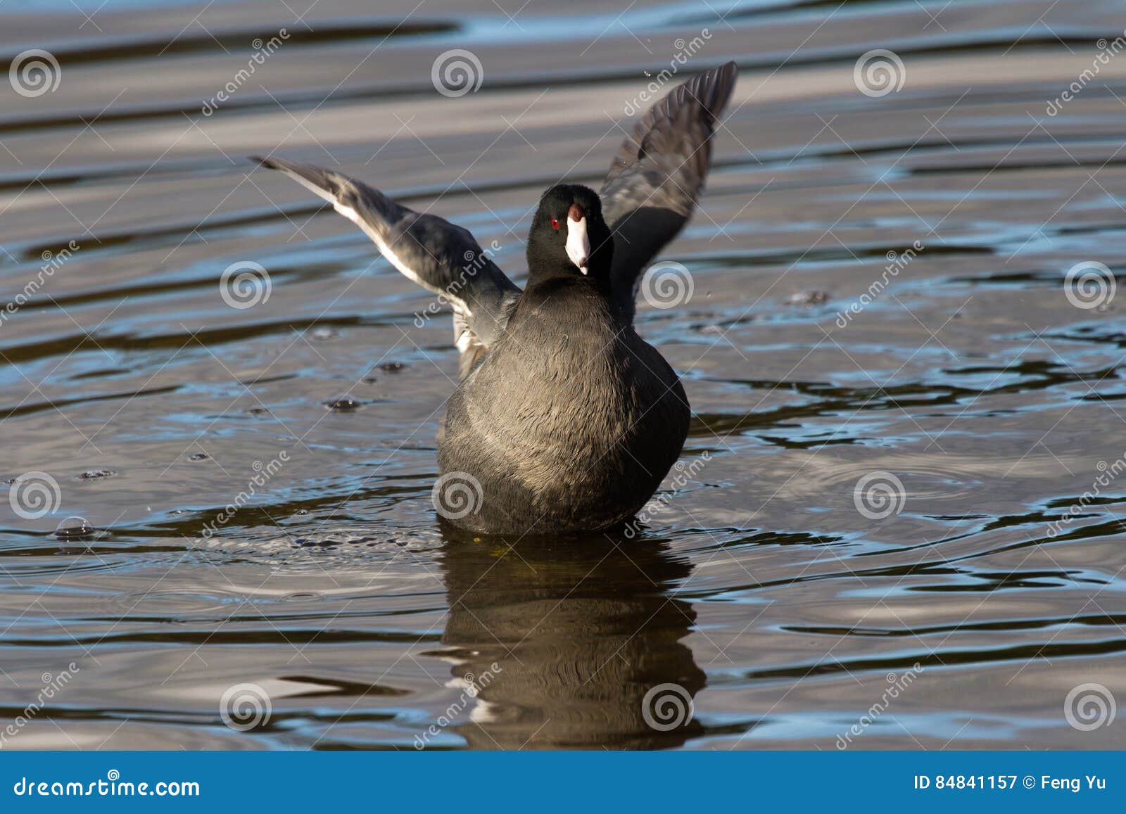 American Coot stock image. Image of canada, wild, coot - 84841157
