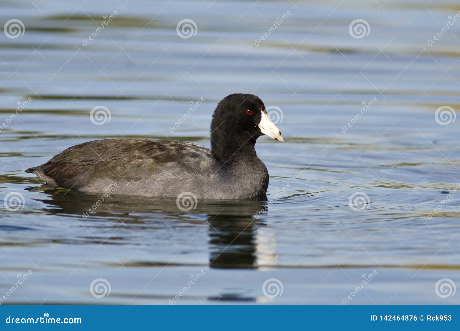 American Coot Resting on the Still Water Stock Photo - Image of still ...