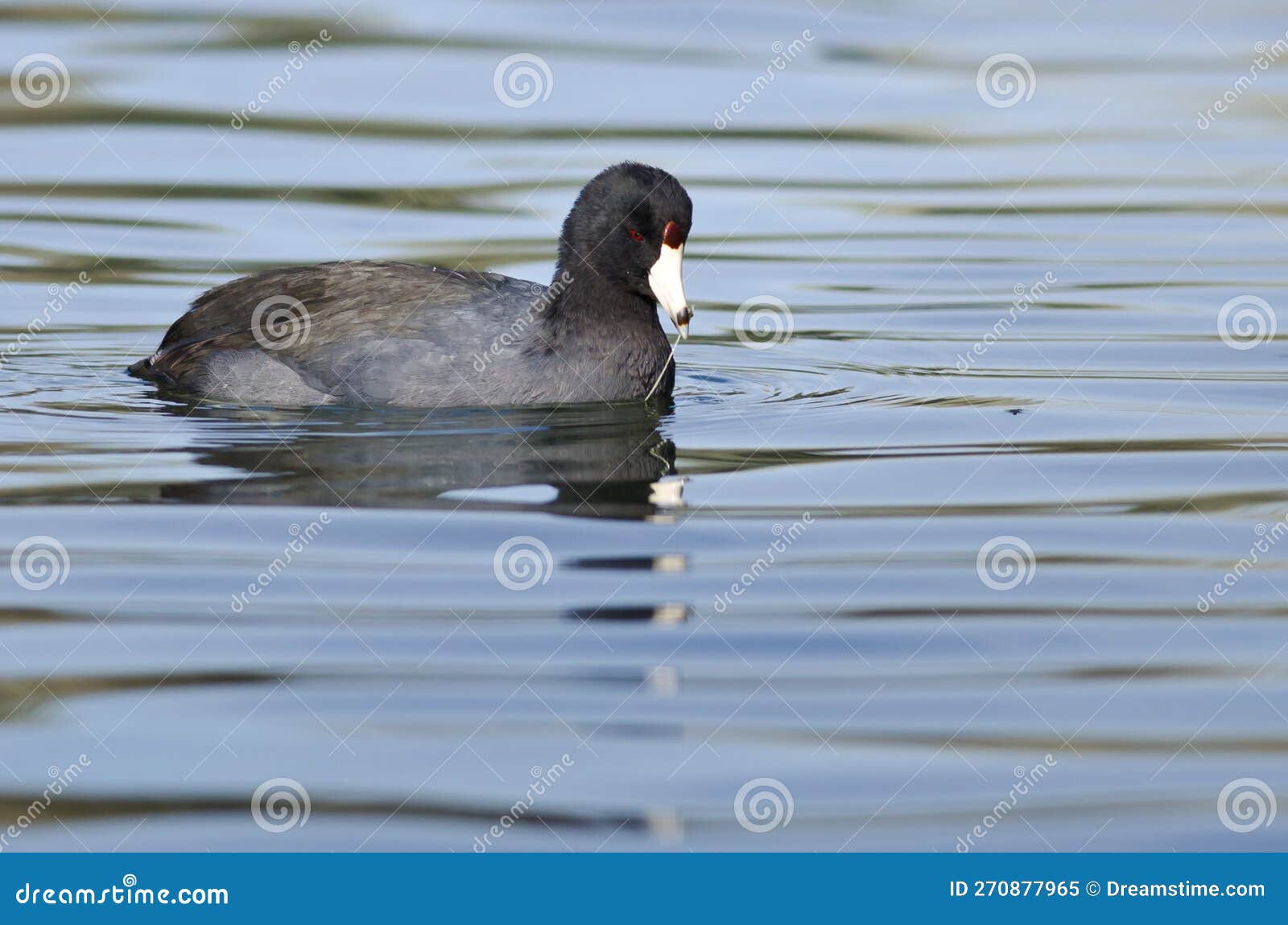 American Coot Resting on the Still Water Stock Image - Image of nature ...