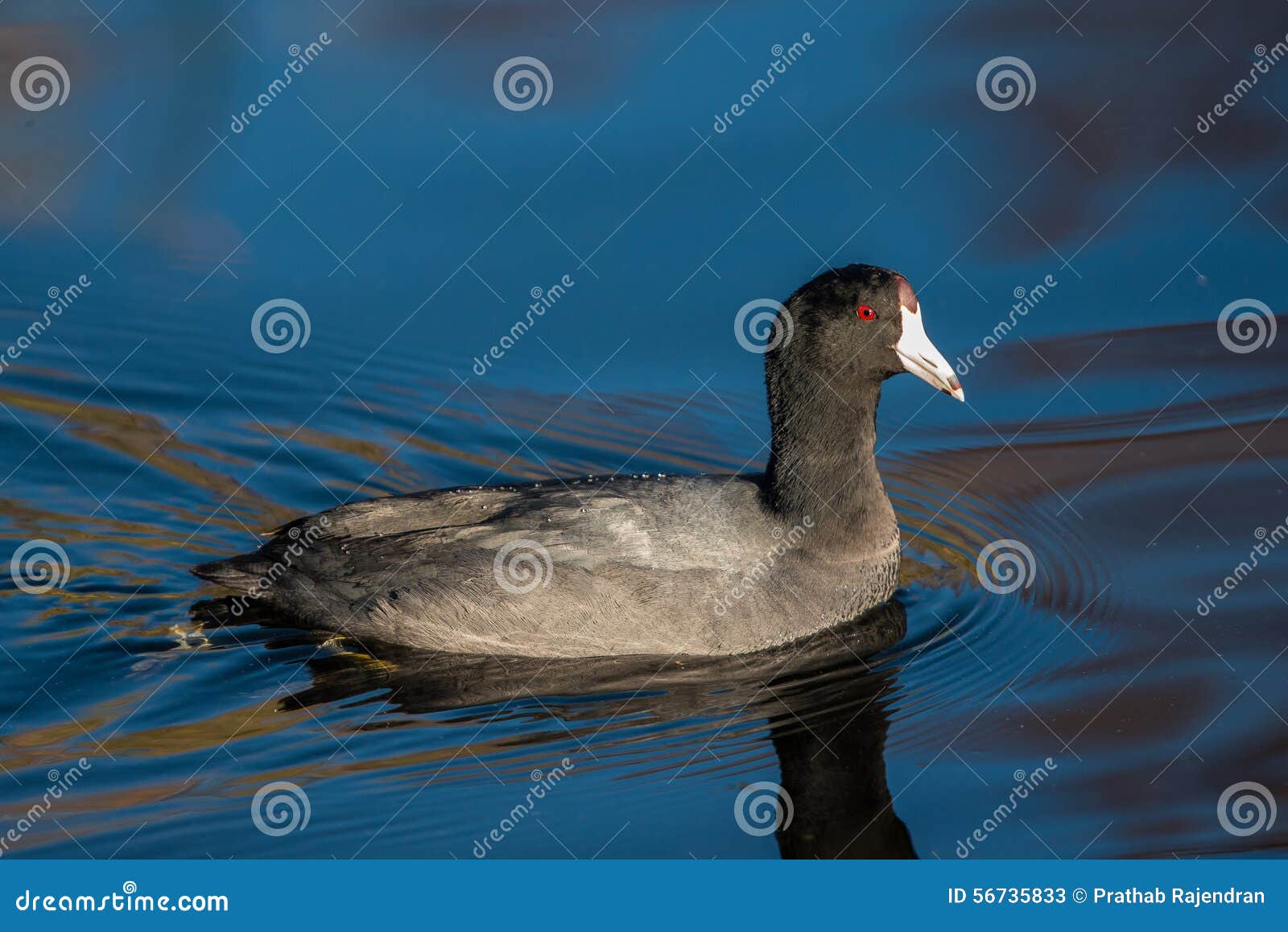 An American Coot Sits On A Egg As It Hatches Royalty-Free Stock Image ...