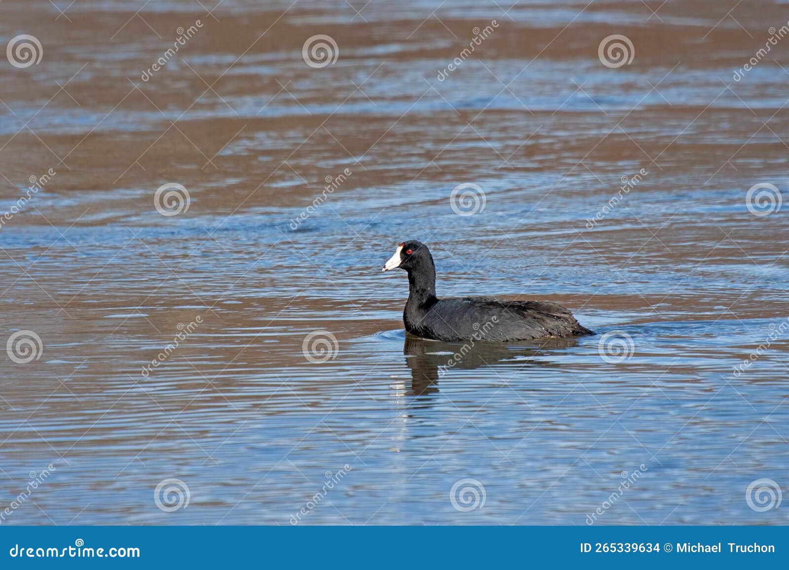 An American Coot Swims Alone Stock Photo - Image of single, bird: 265339634