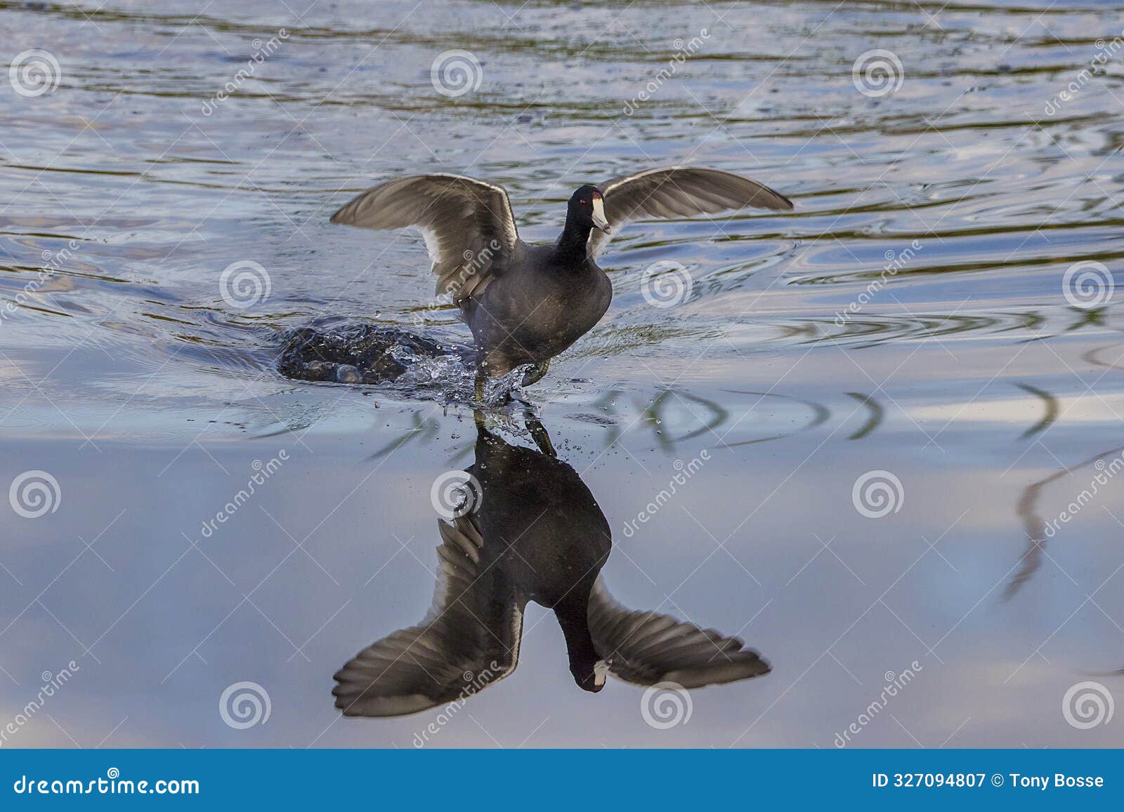 American Coot Taking Flight from the Water Stock Image - Image of lake ...