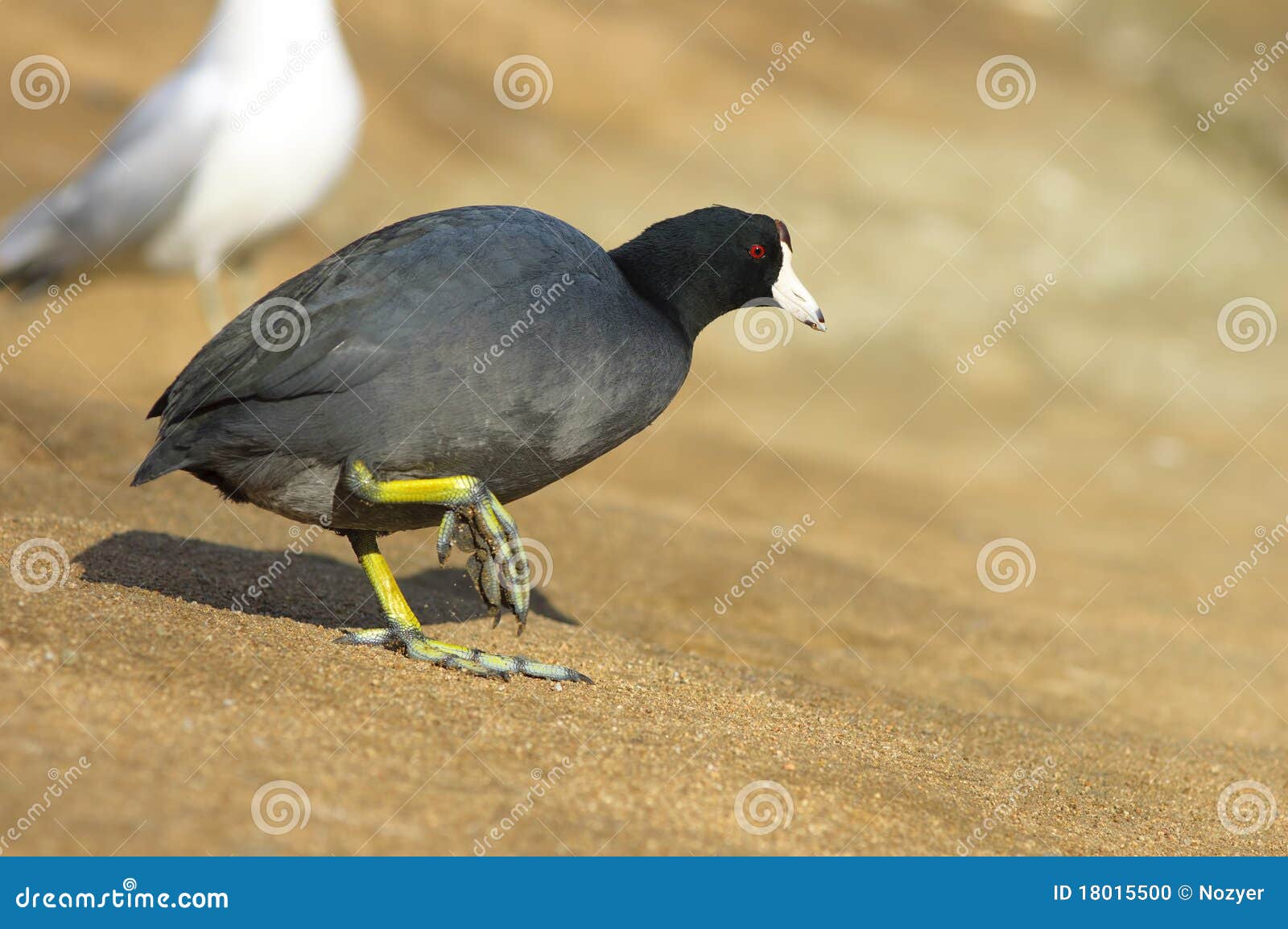 The American Coot Walking on a Shore Stock Photo - Image of look, avian ...