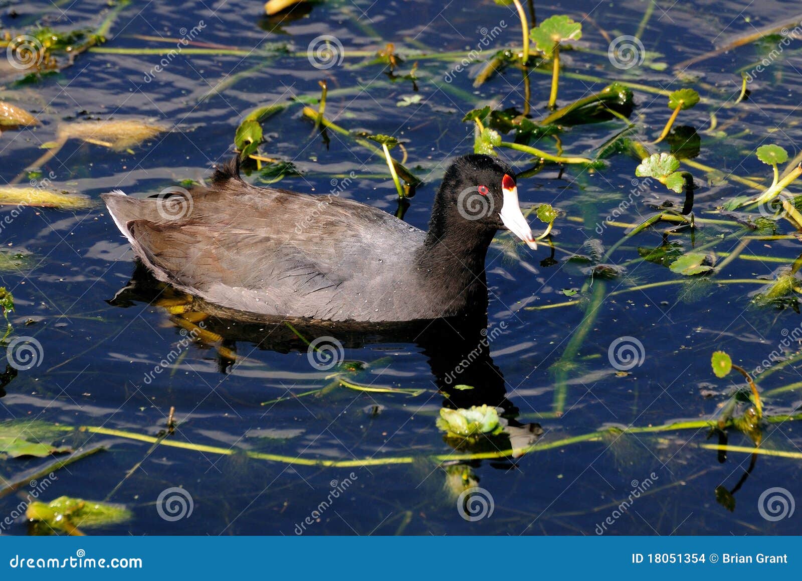American Coots - Fulica Americana Stock Photo - Image of florida, coot ...
