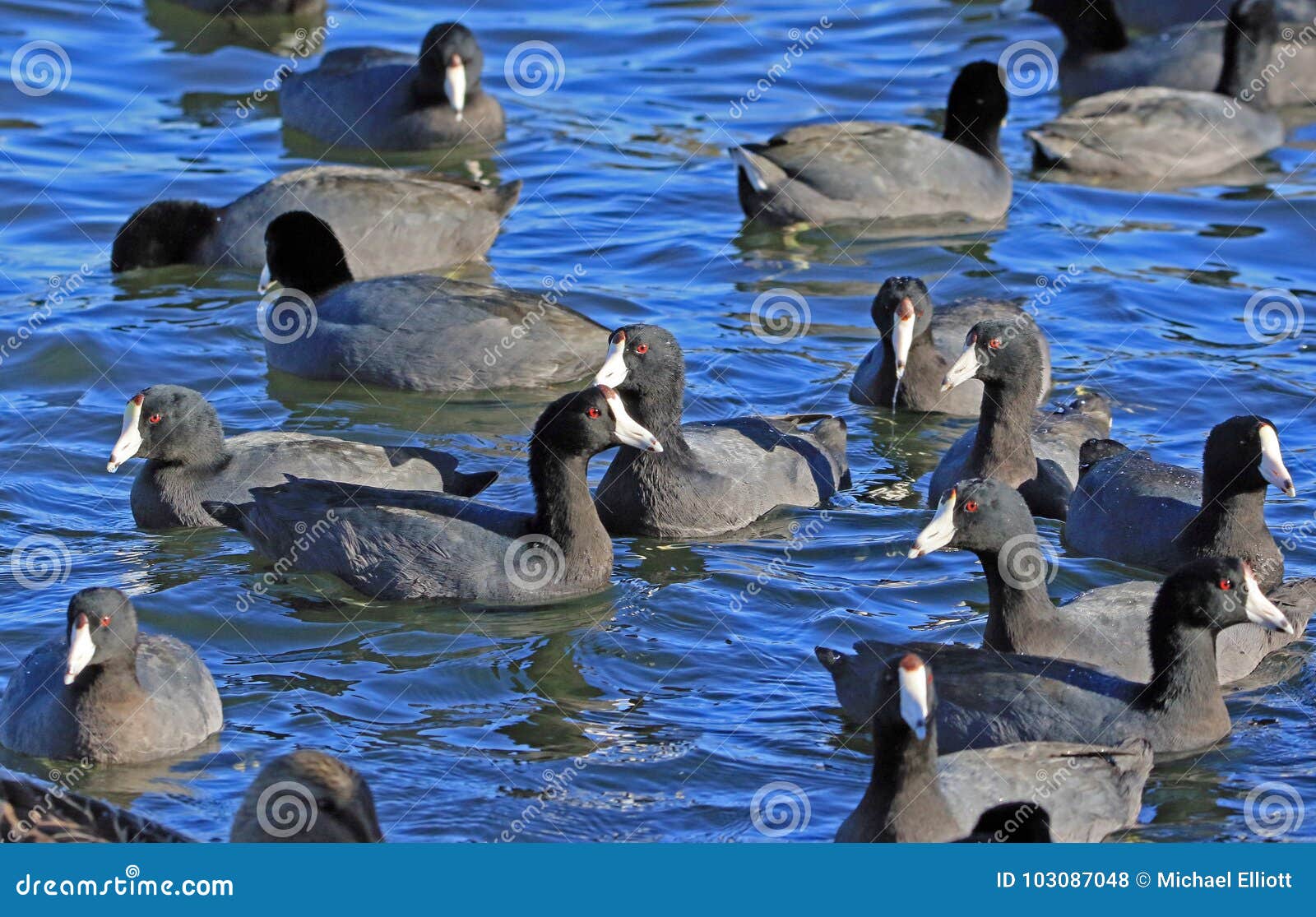Mud Hens stock photo. Image of lilies, float, gray, lake - 103087048