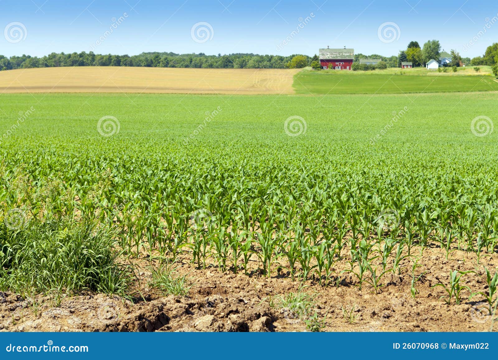 American Corn Farm