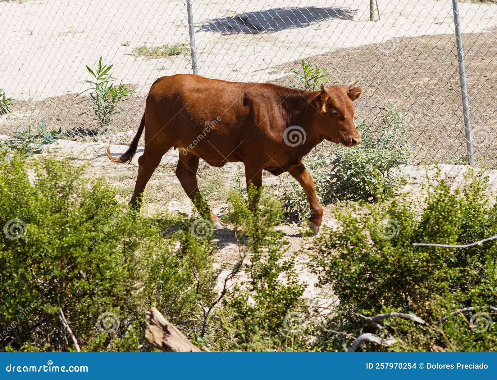 American Cow on the Side of a Typical North American Road Stock Photo ...