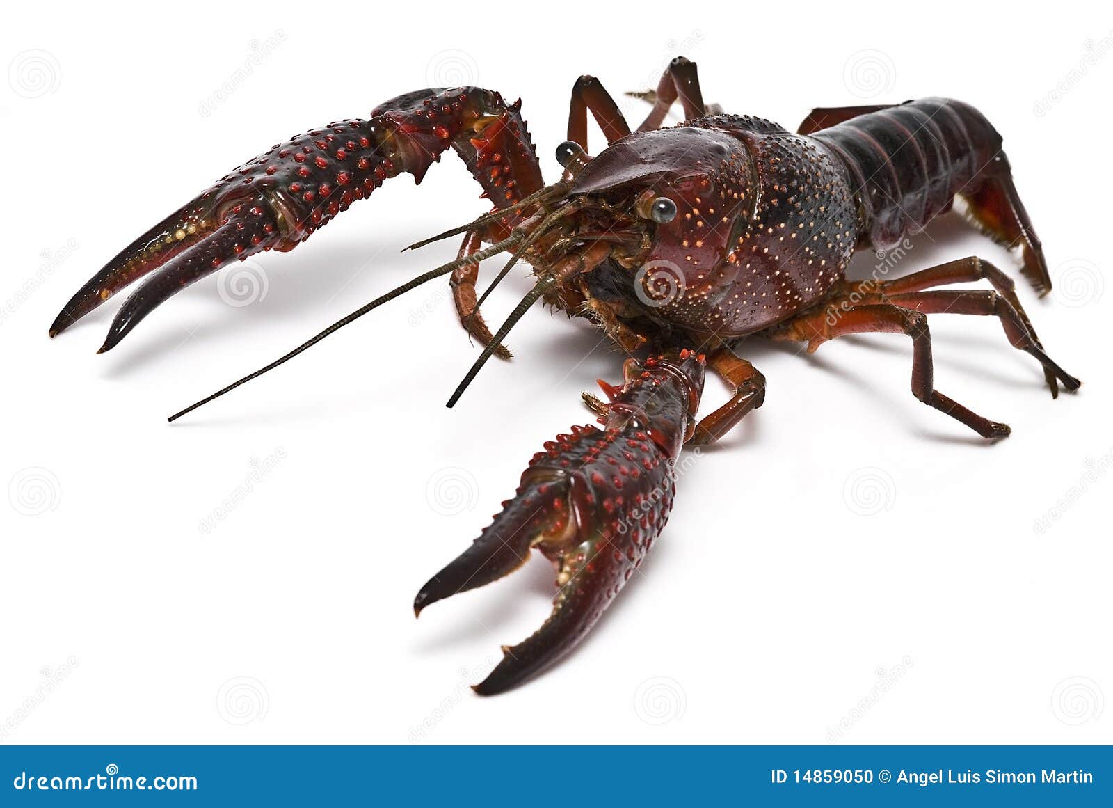 American crayfish. stock photo. Image of fresh, closeup - 14859050