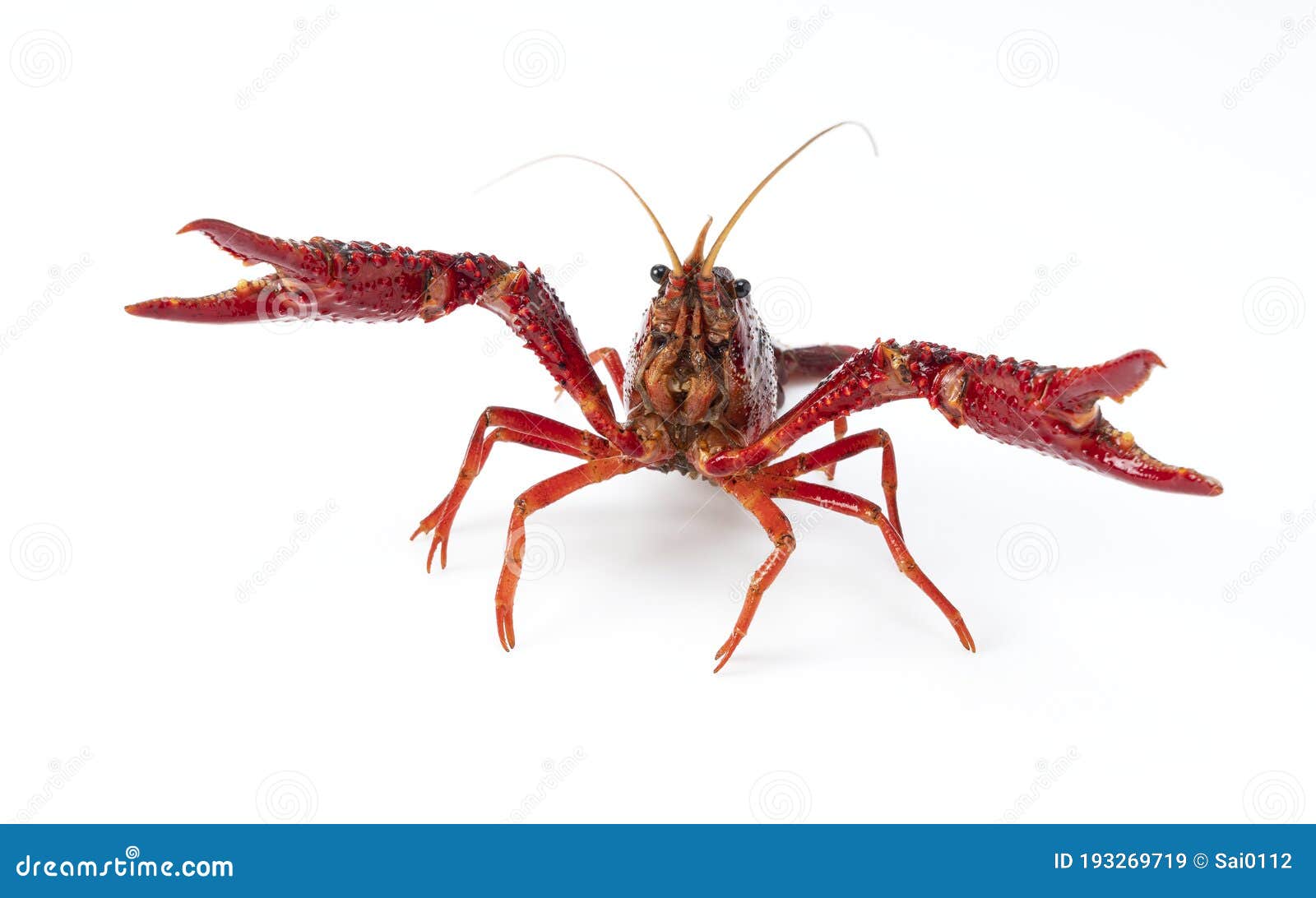 American Crayfish on a White Background Stock Image - Image of ...