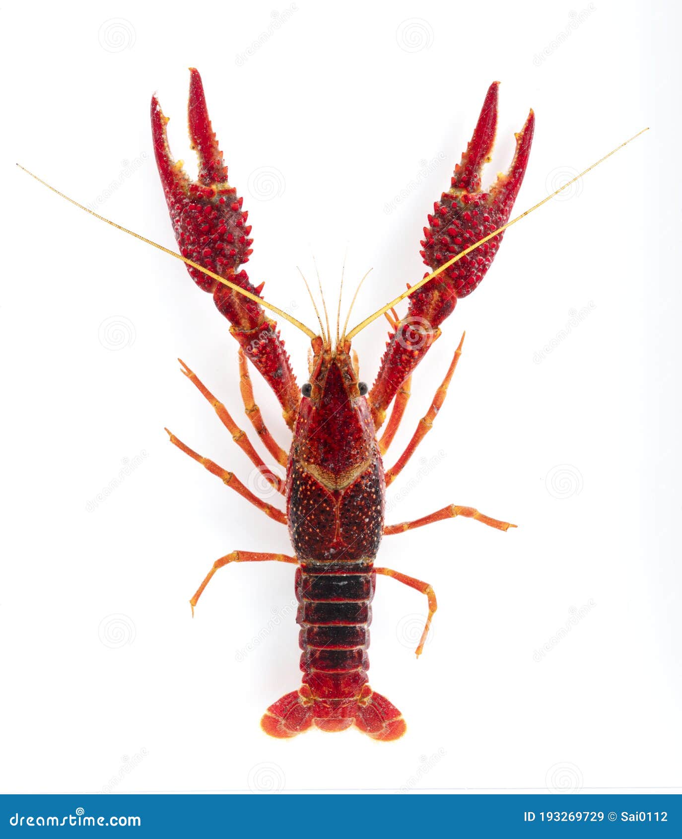 American Crayfish on a White Background Stock Image - Image of isolated ... American Crayfish on a White Background Stock Image - Image of isolated ...