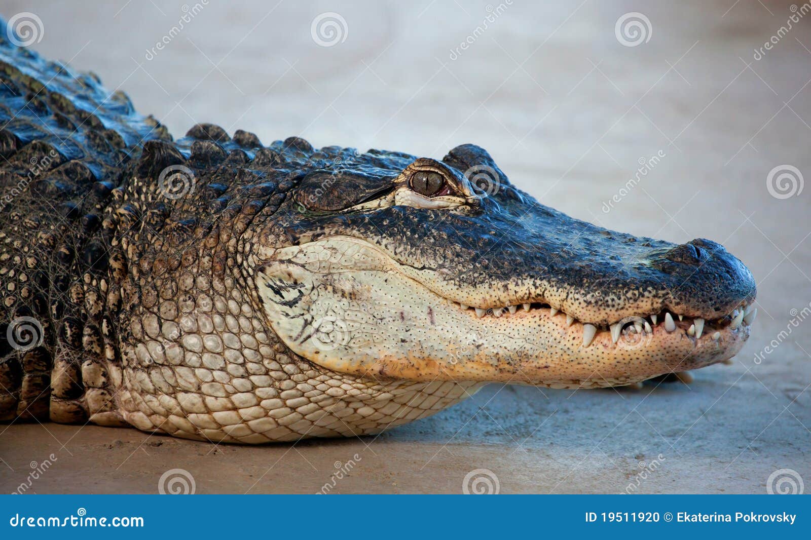 American crocodile stock photo. Image of reptile, natural - 19511920