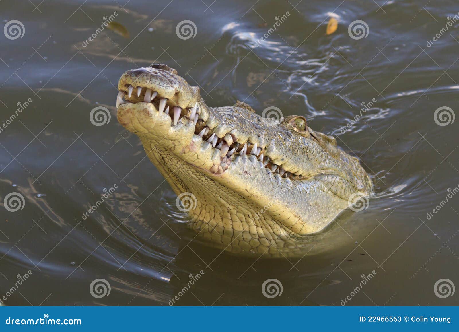 American Crocodile Closeup stock image. Image of reptile - 22966563