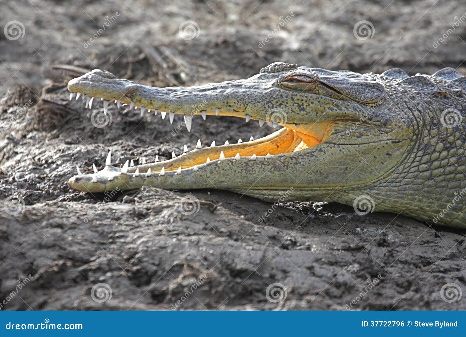 American Crocodile (Crocodylus Acutus) Basking in the Sun Stock Photo ...