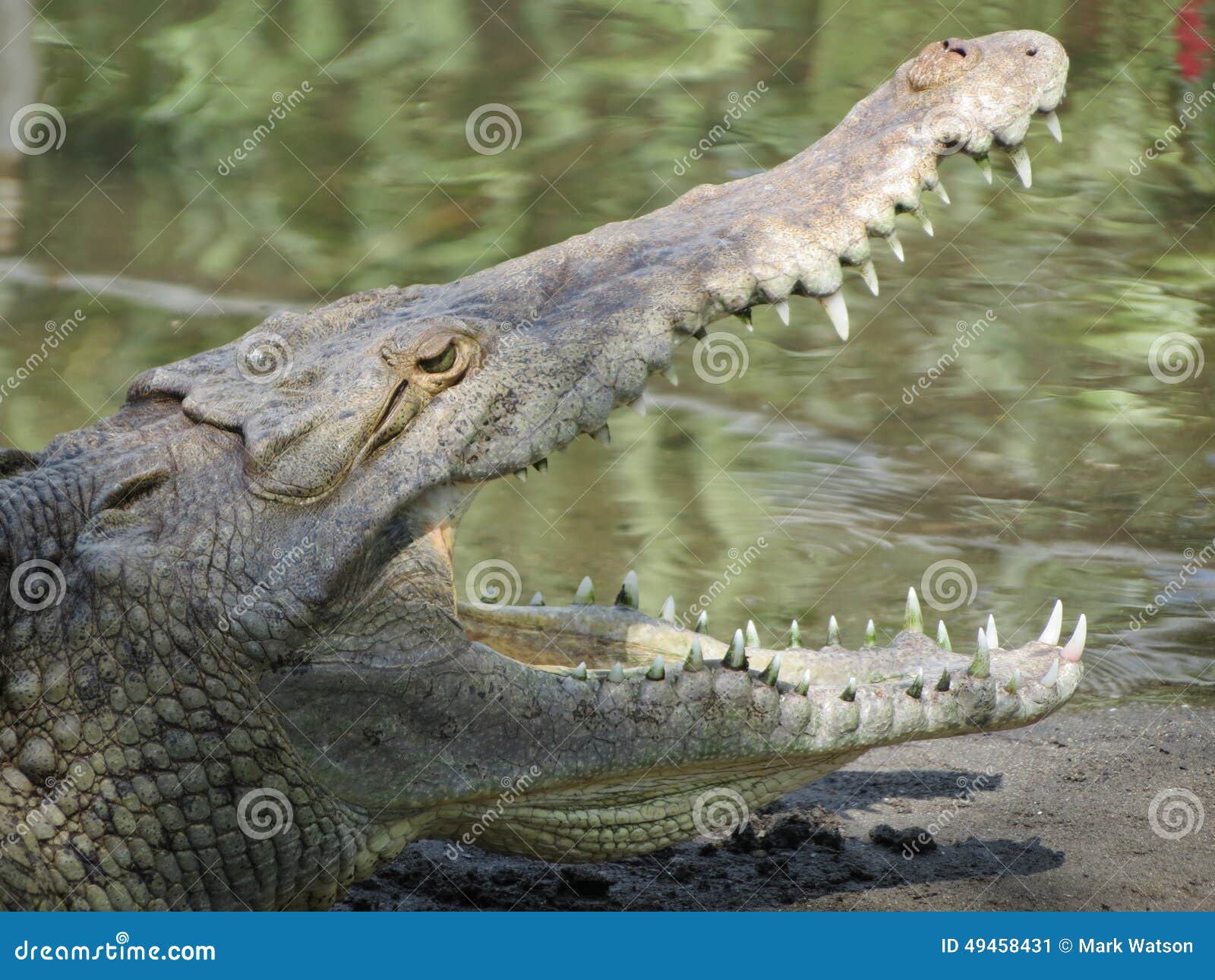 American Crocodile editorial photo. Image of instadaily - 49458431
