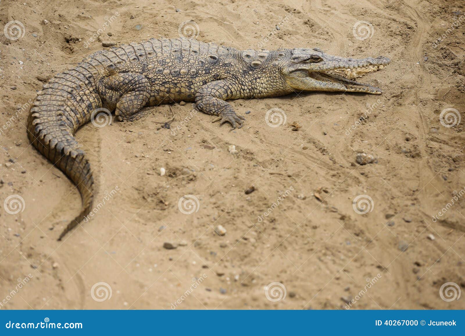 American crocodile stock photo. Image of american, adult - 40267000