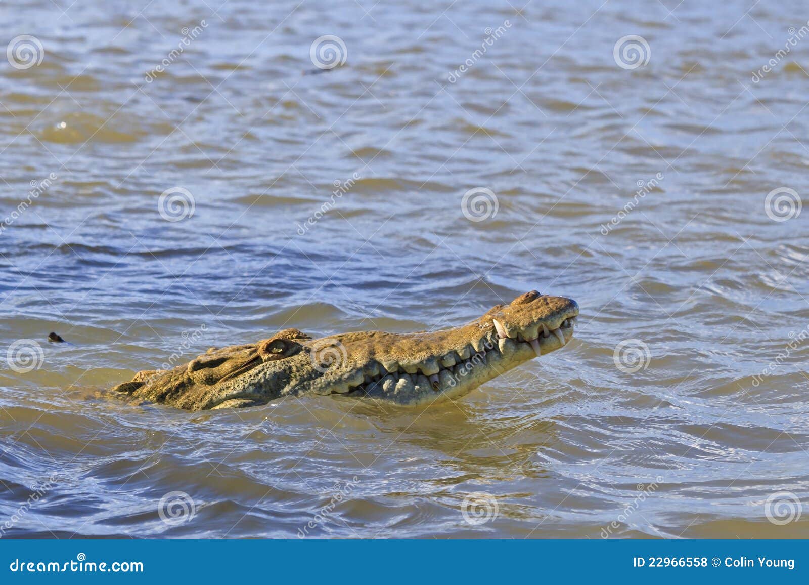 American Crocodile Snout stock photo. Image of river - 22966558