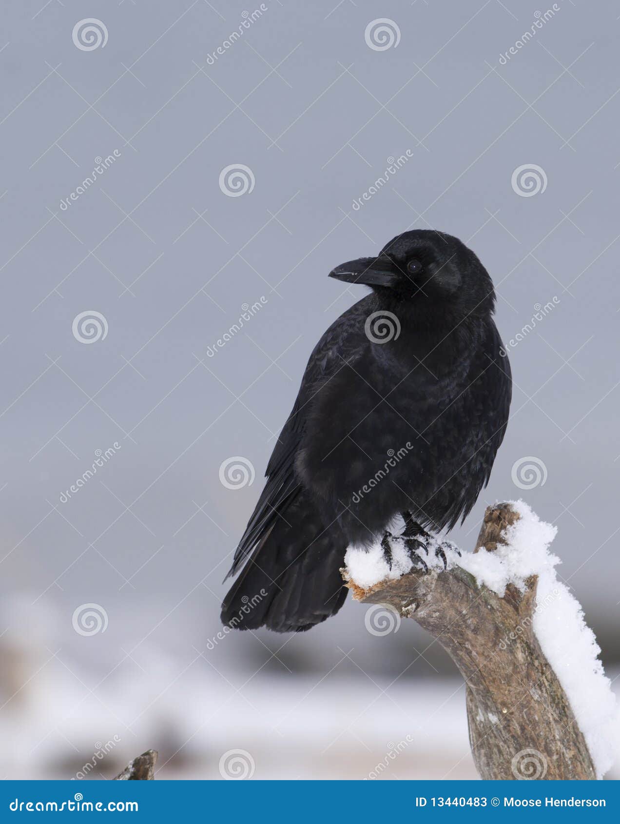 American Crow - Corvus Brachyrhynchos Isolated Cutout On White ...