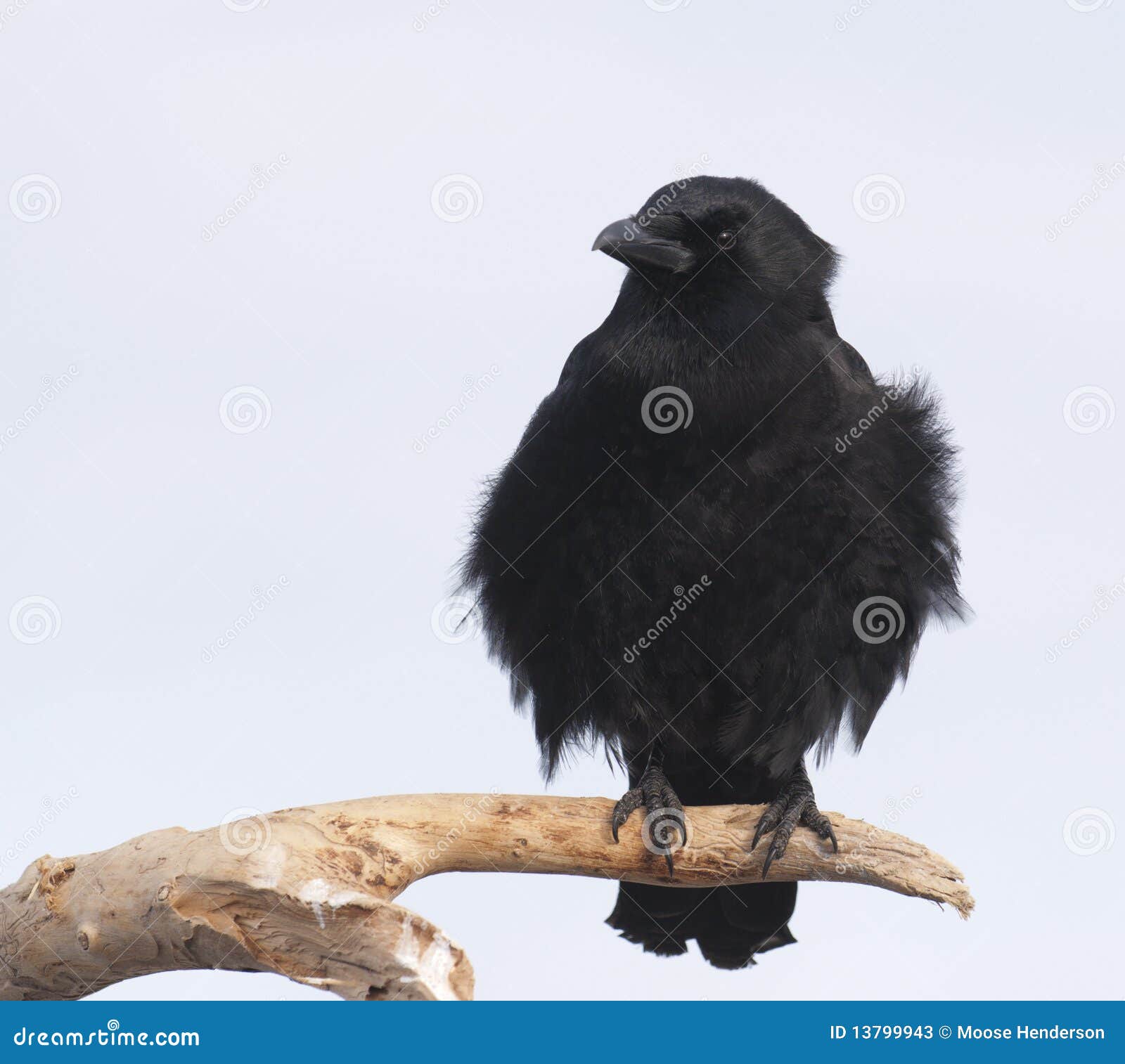 American Crow - Corvus Brachyrhynchos Isolated Cutout On White ...