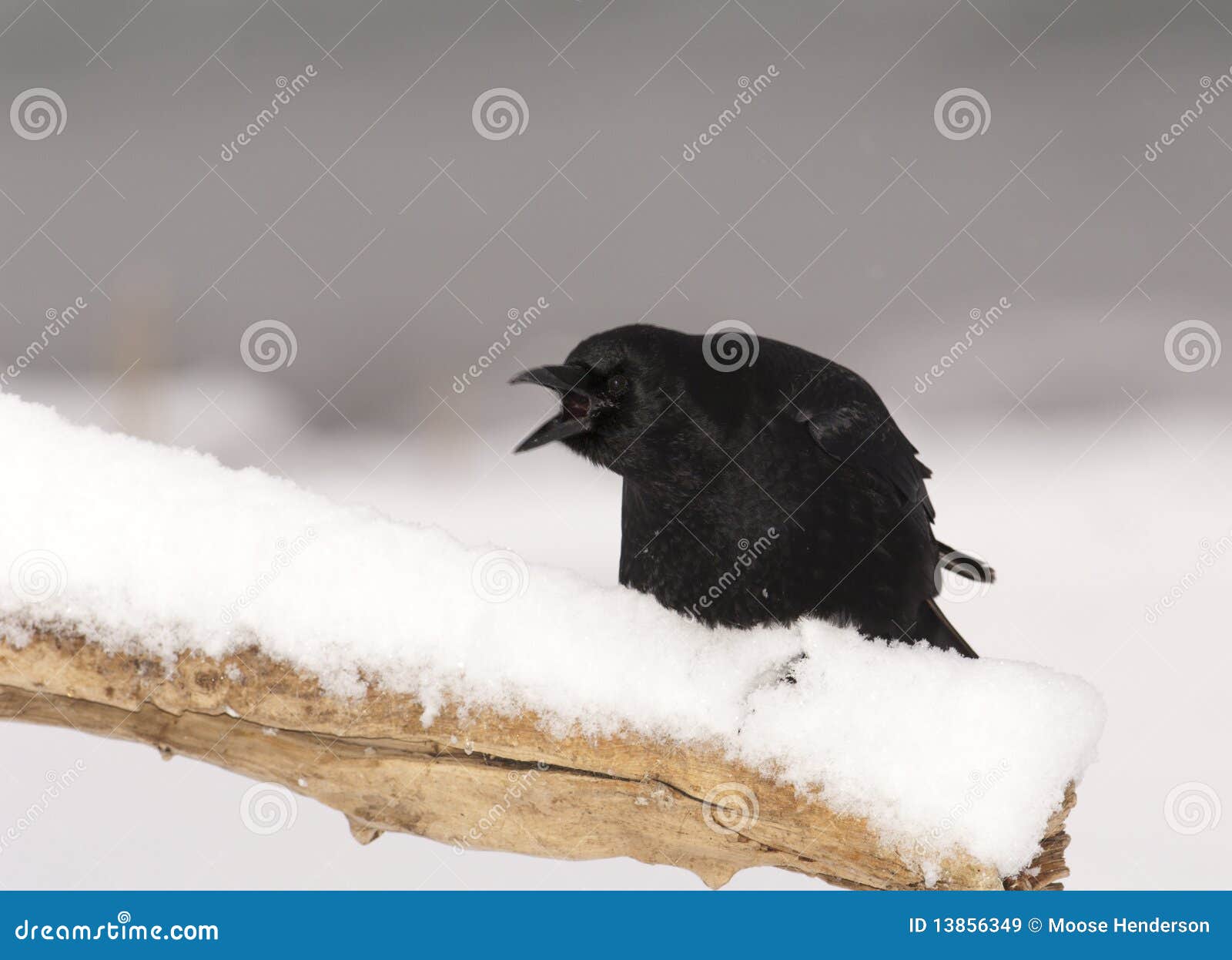 American Crow stock image. Image of jays, zoology, animals - 13856349
