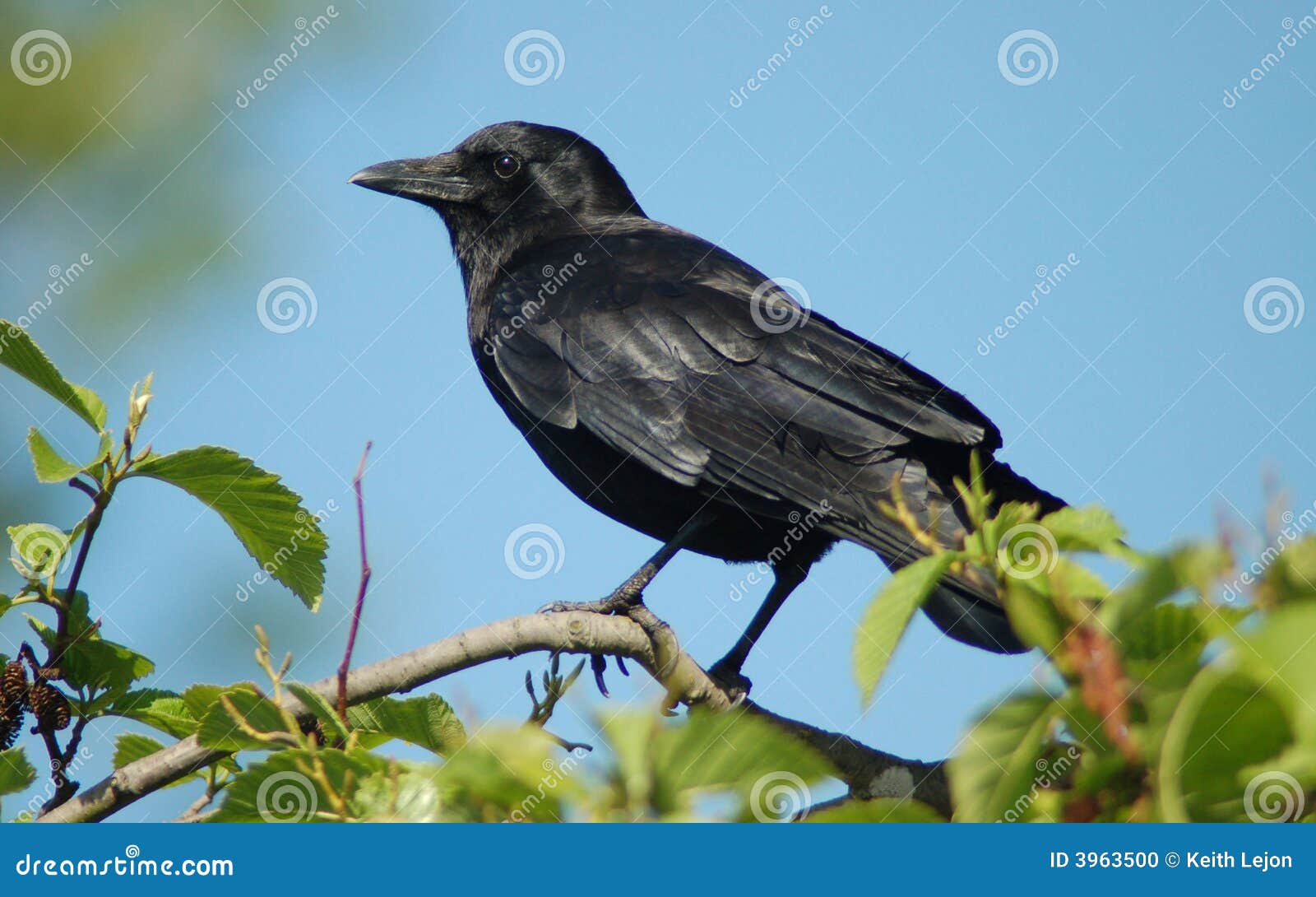 American Crow - Corvus Brachyrhynchos Isolated Cutout On White ...