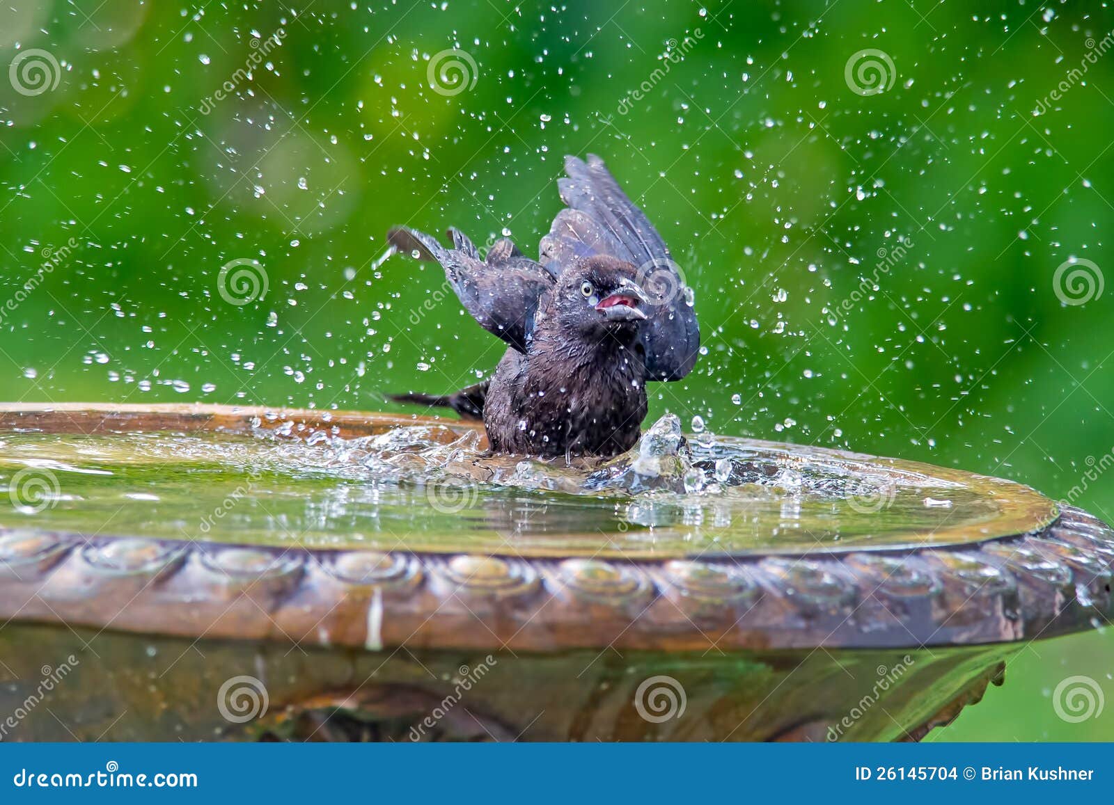 American Crow Bathing stock photo. Image of american - 26145704