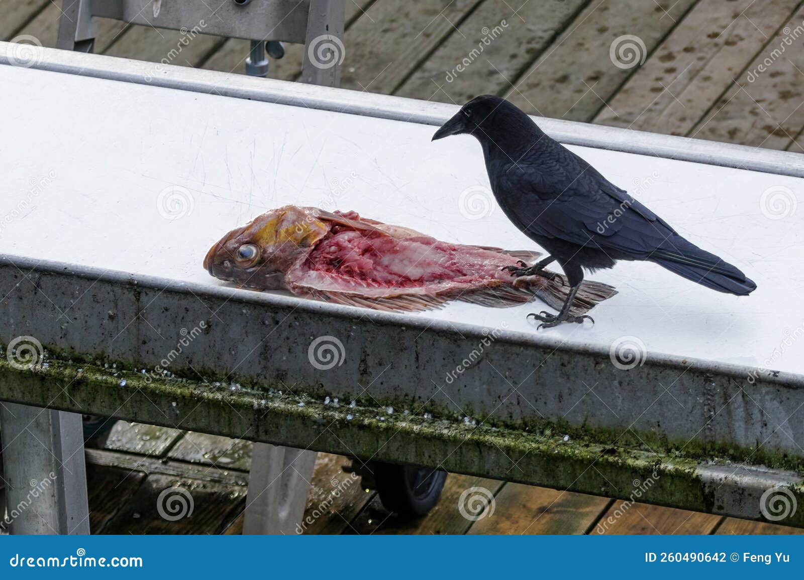 American crow bird stock photo. Image of nature, america - 260490642