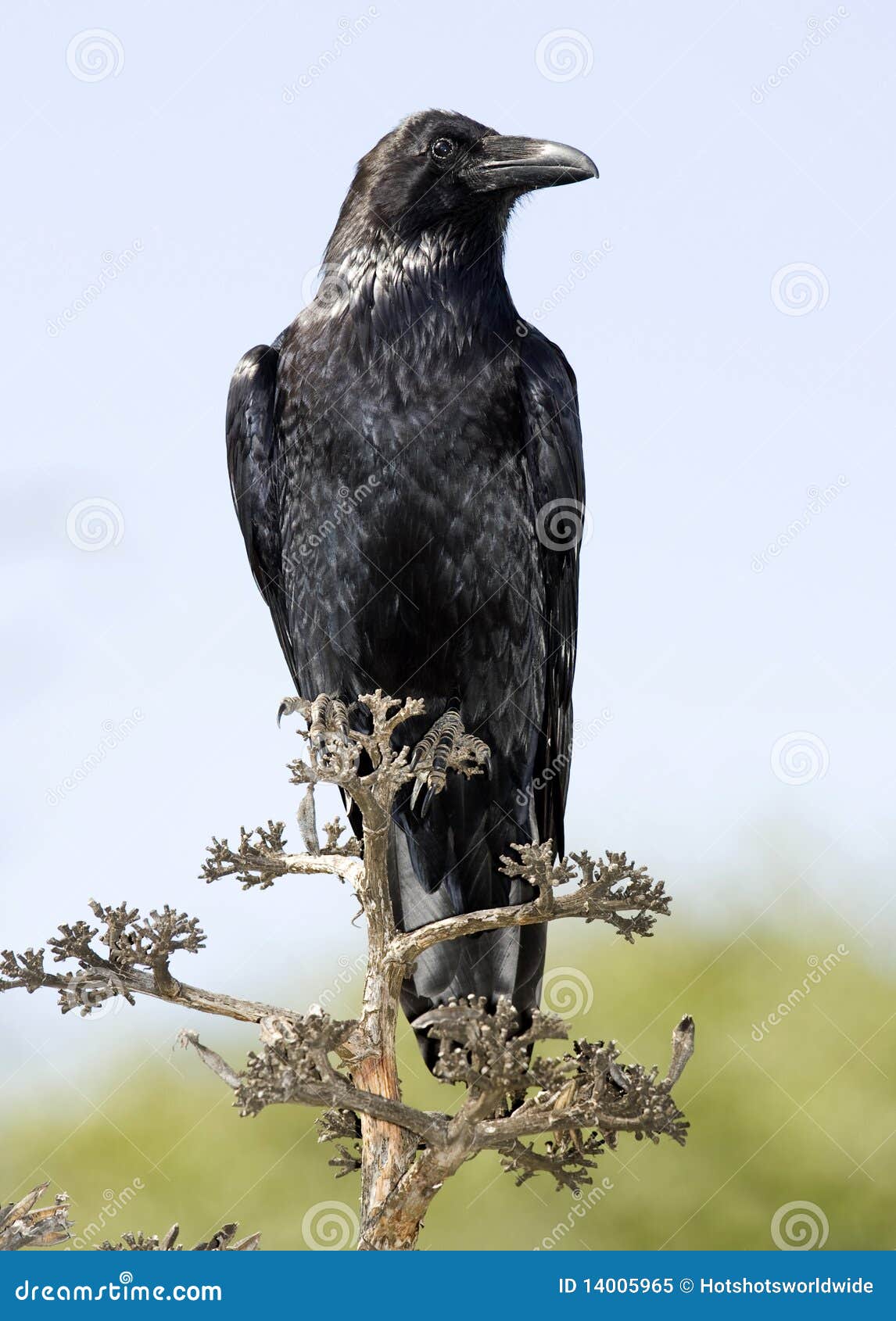 American Crow or Black Bird on Tree, California Stock Image - Image of ...