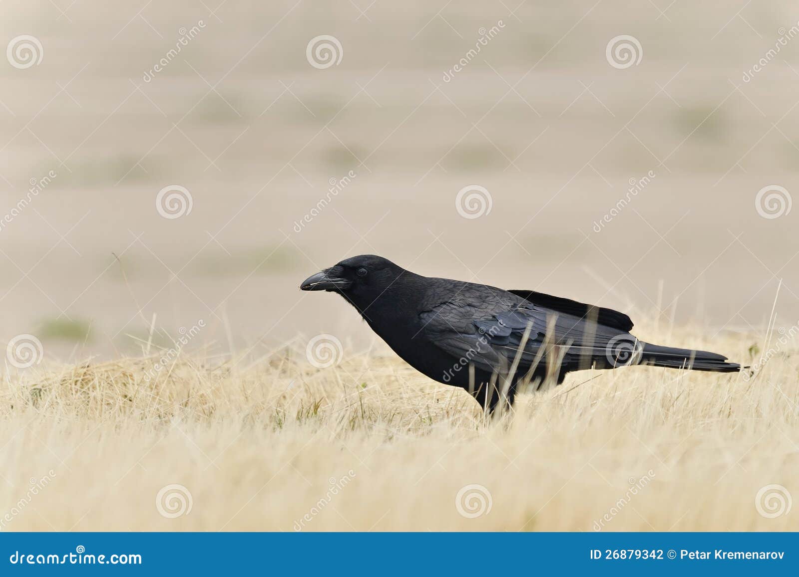 American Crow with bug stock photo. Image of beak, raven - 26879342