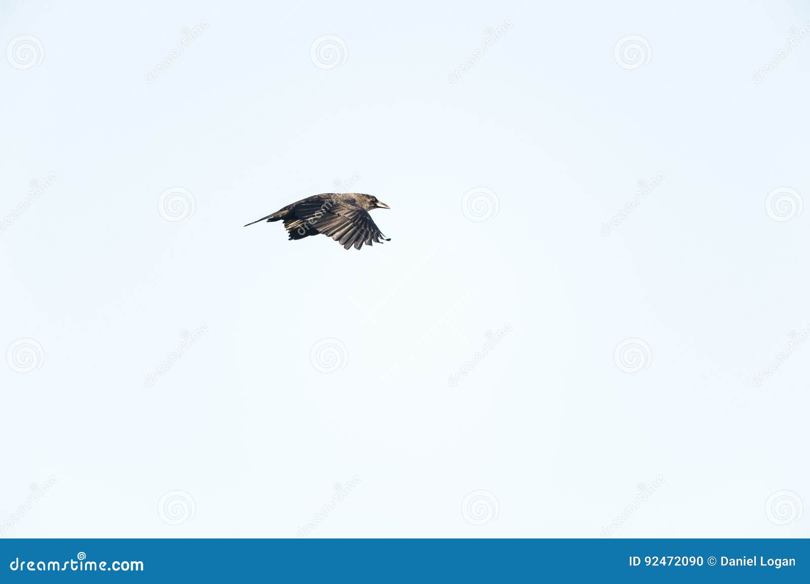 American Crow catch light stock photo. Image of flying - 92472090